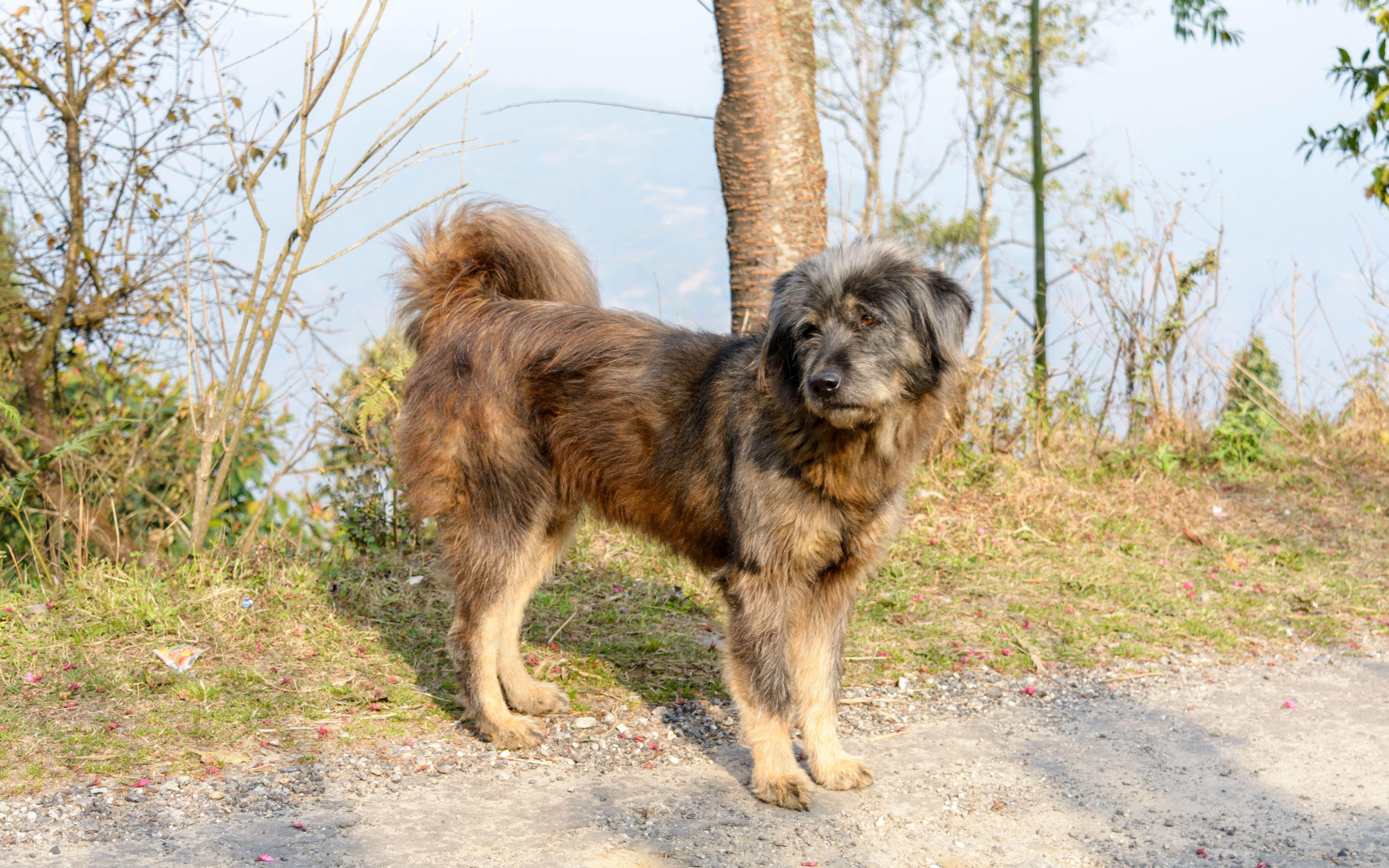 Doggo Wallpapers - Top Free Doggo Backgrounds - WallpaperAccess