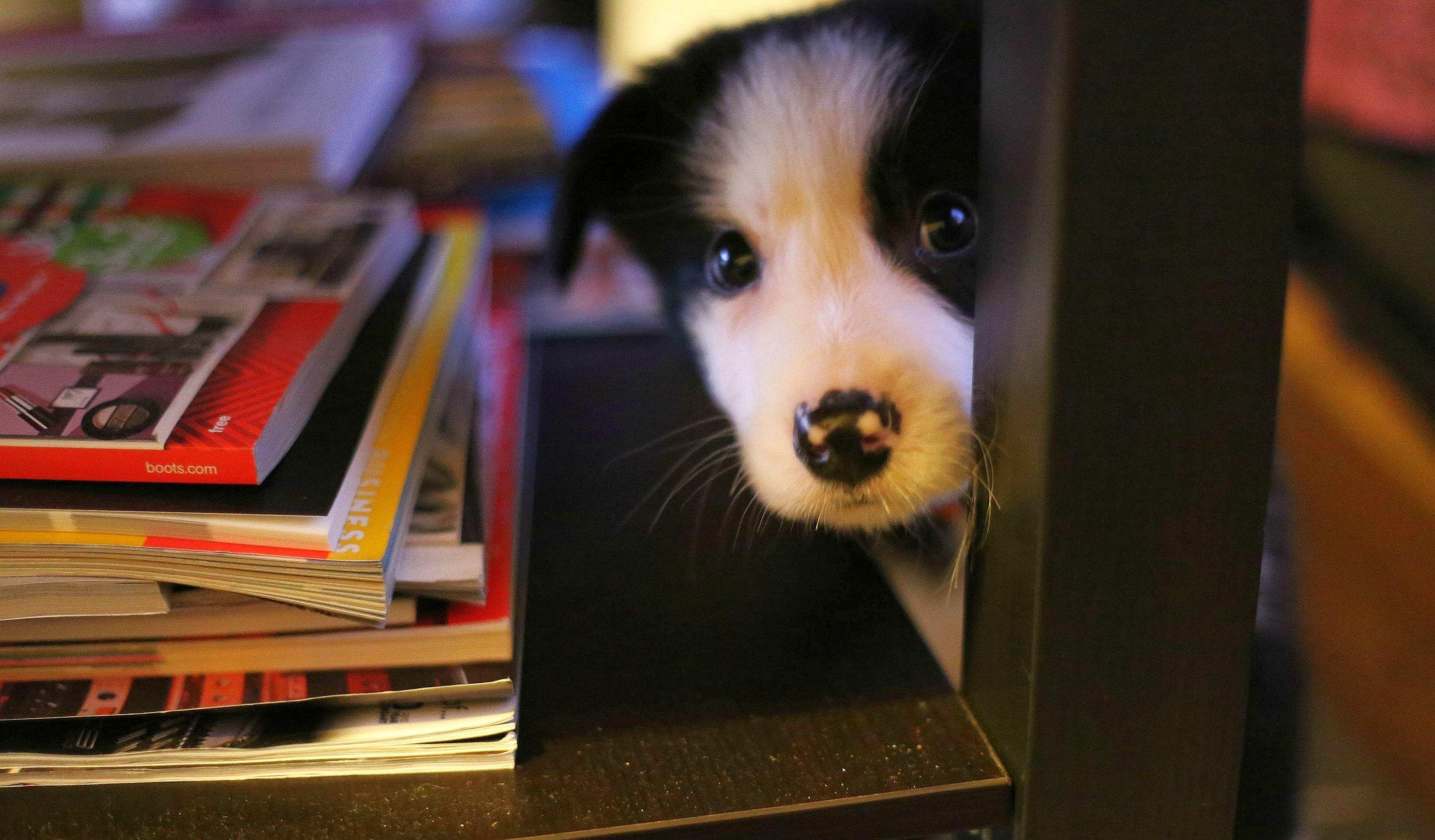 Doggo Wallpapers - Top Free Doggo Backgrounds - WallpaperAccess