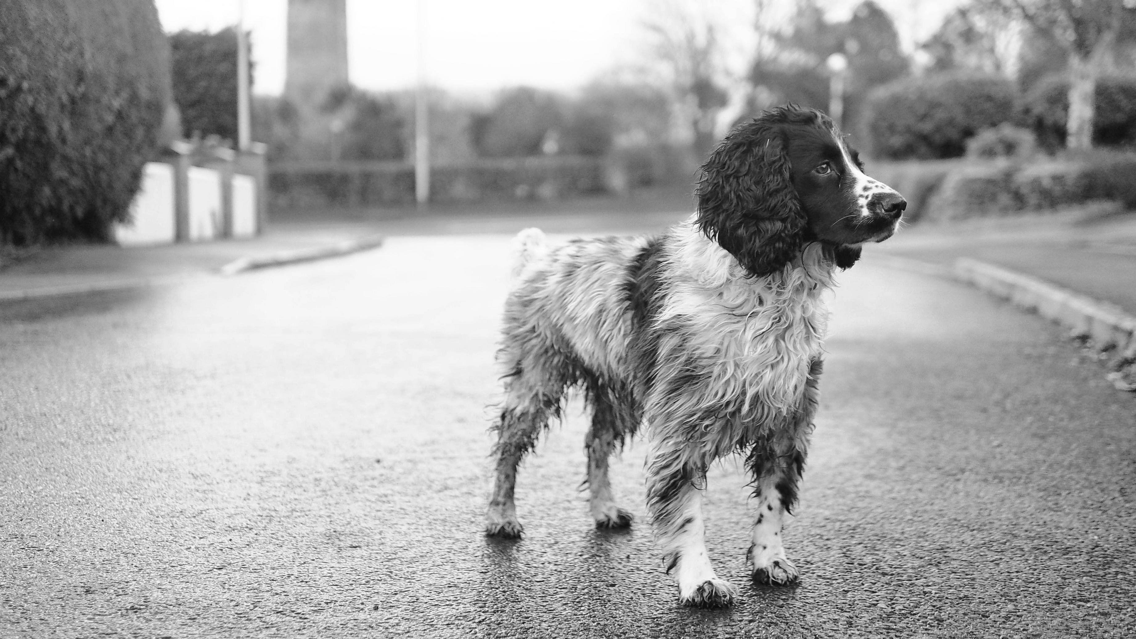 Doggo Wallpapers - Top Free Doggo Backgrounds - WallpaperAccess