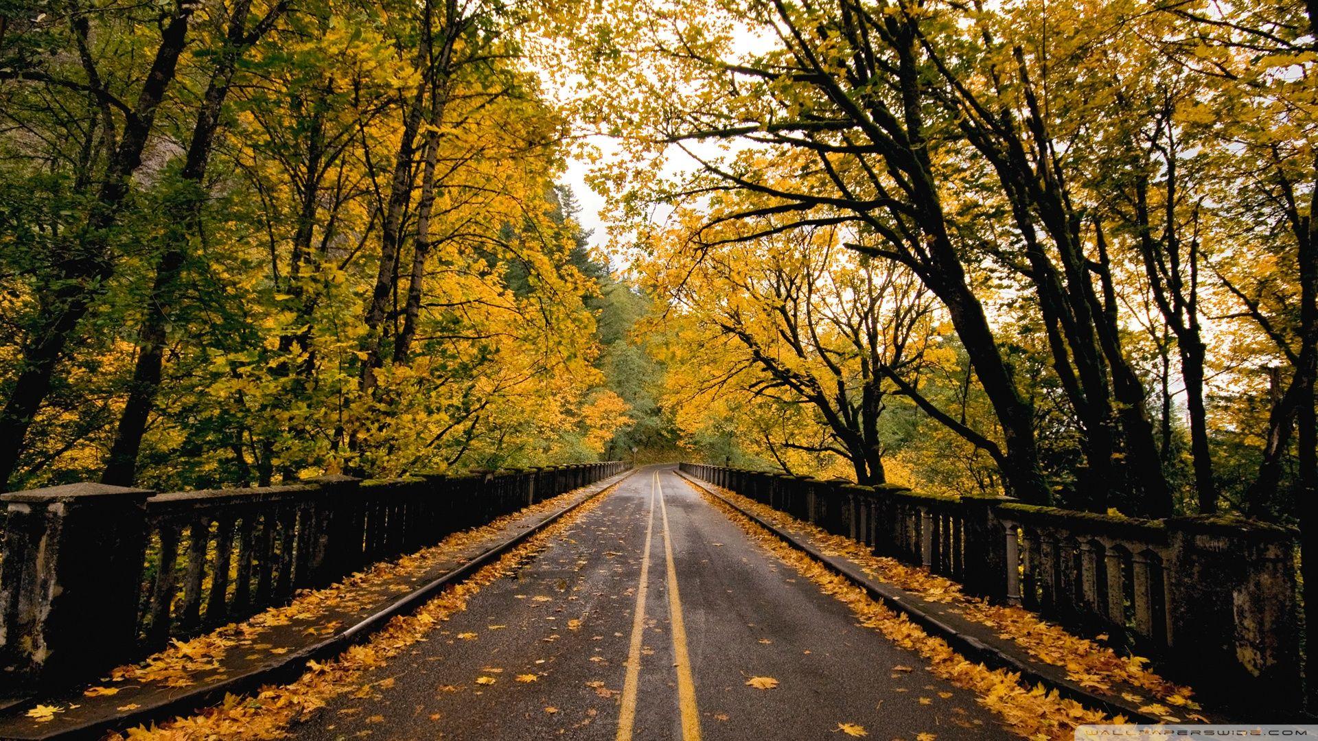 Fall Road Wallpapers - Top Free Fall Road Backgrounds - WallpaperAccess