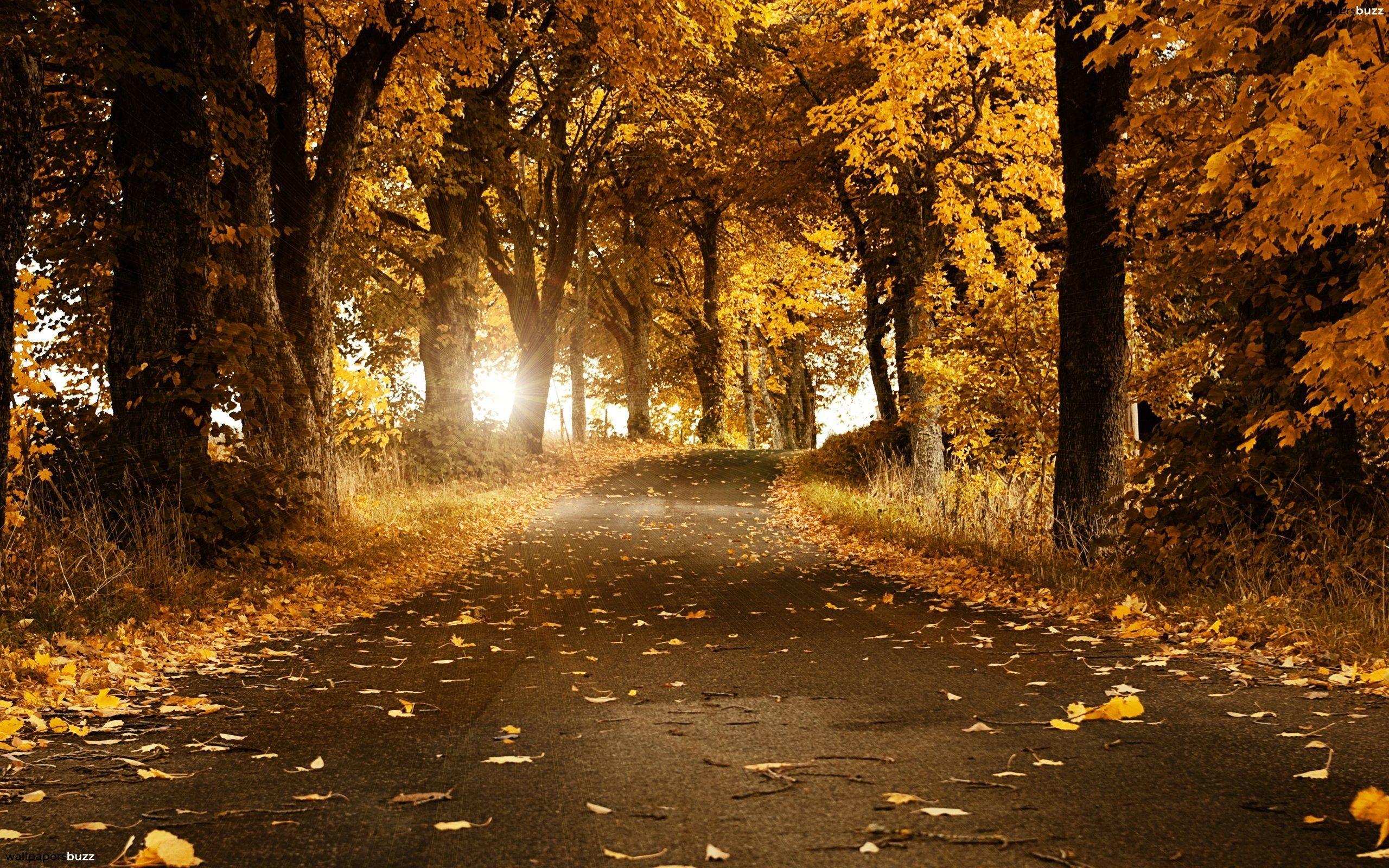 Fall Road Wallpapers - Top Free Fall Road Backgrounds - WallpaperAccess