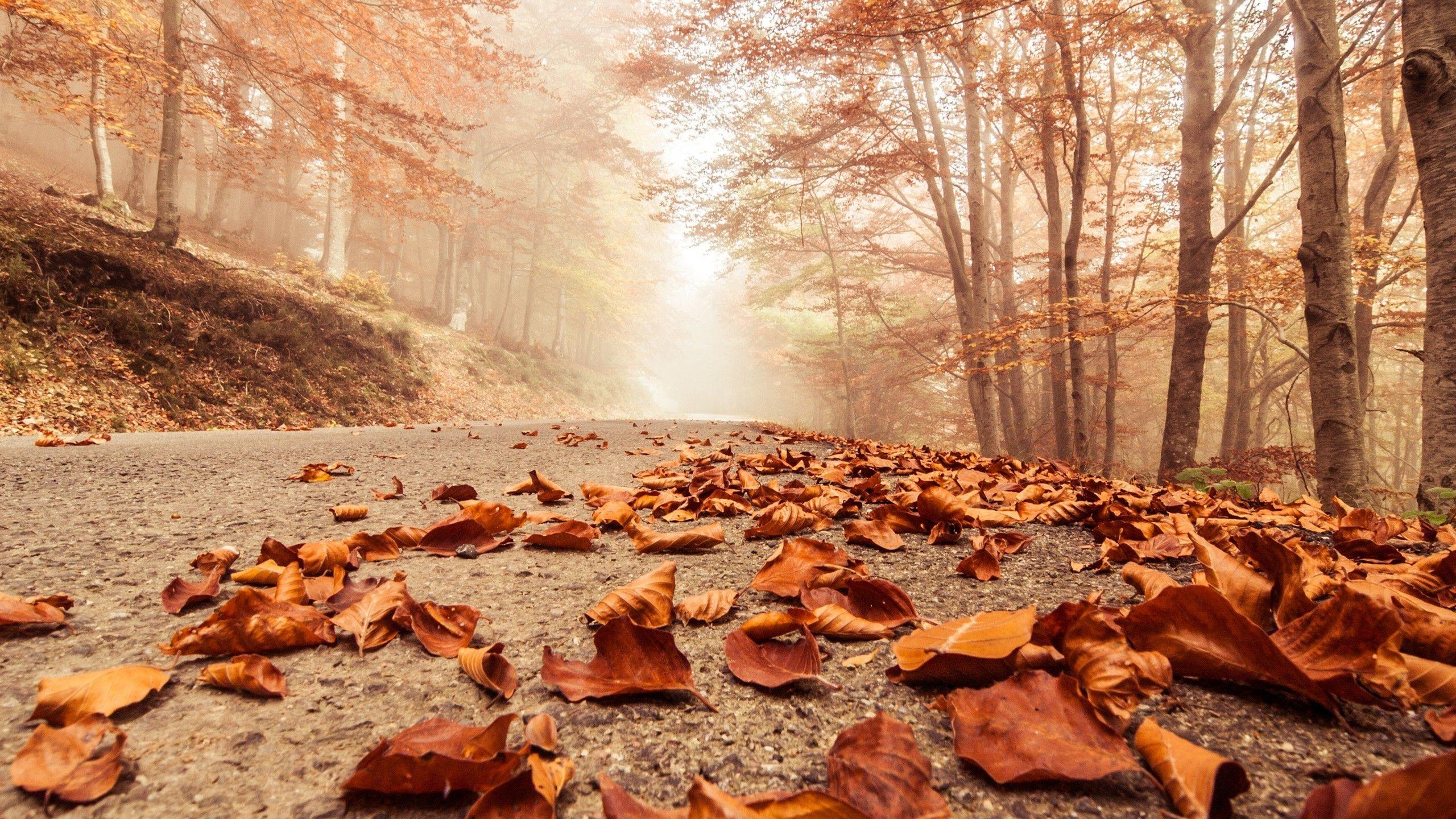 Fall Road Wallpapers - Top Free Fall Road Backgrounds - WallpaperAccess
