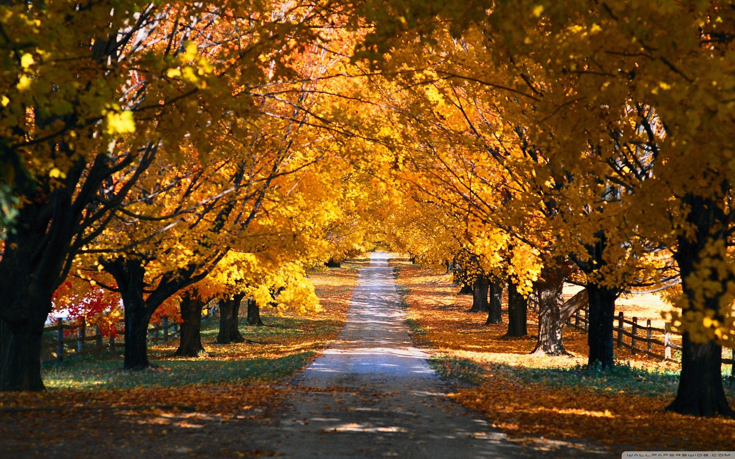 Fall Road Wallpapers - Top Free Fall Road Backgrounds - WallpaperAccess
