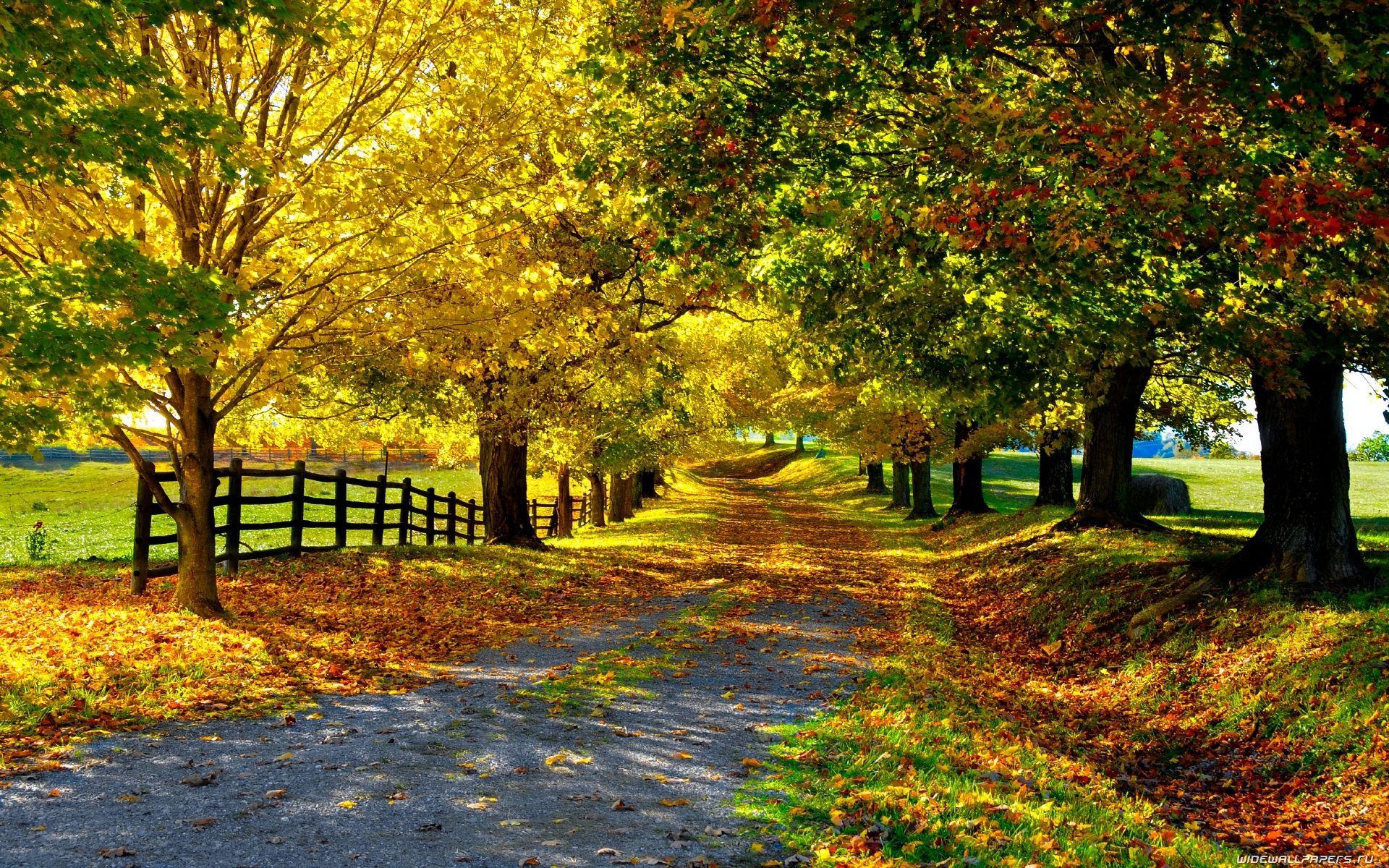 Fall Road Wallpapers - Top Free Fall Road Backgrounds - WallpaperAccess