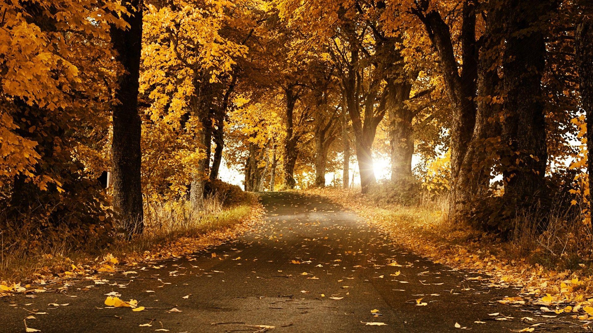 Fall Road Wallpapers - Top Free Fall Road Backgrounds - WallpaperAccess