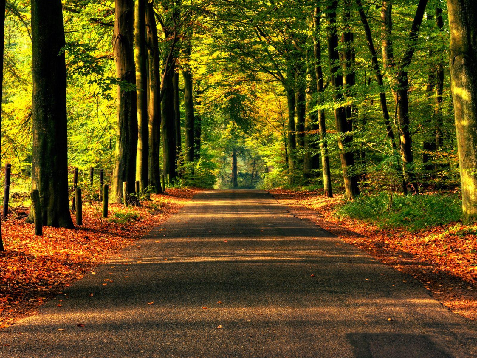 Fall Road Wallpapers - Top Free Fall Road Backgrounds - WallpaperAccess