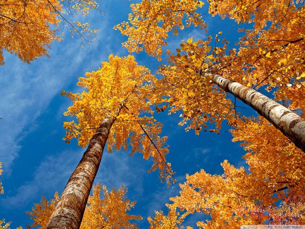 Fall iPad Wallpapers - Top Free Fall iPad Backgrounds - WallpaperAccess