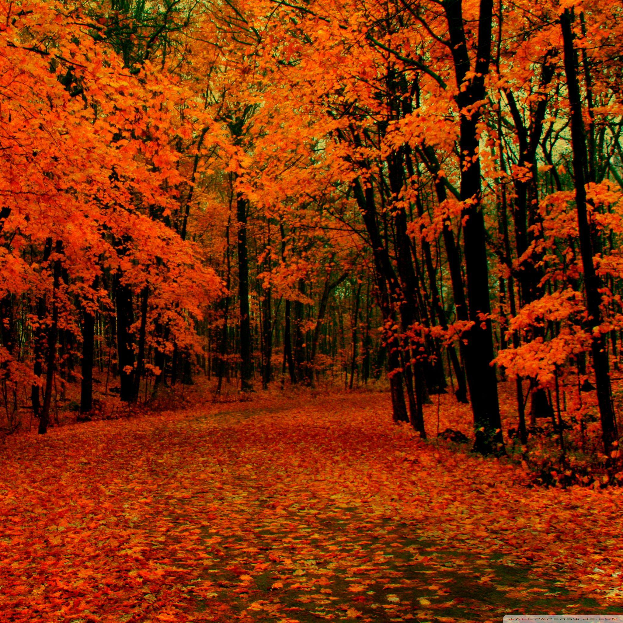 Fall iPad Wallpapers - Top Free Fall iPad Backgrounds - WallpaperAccess