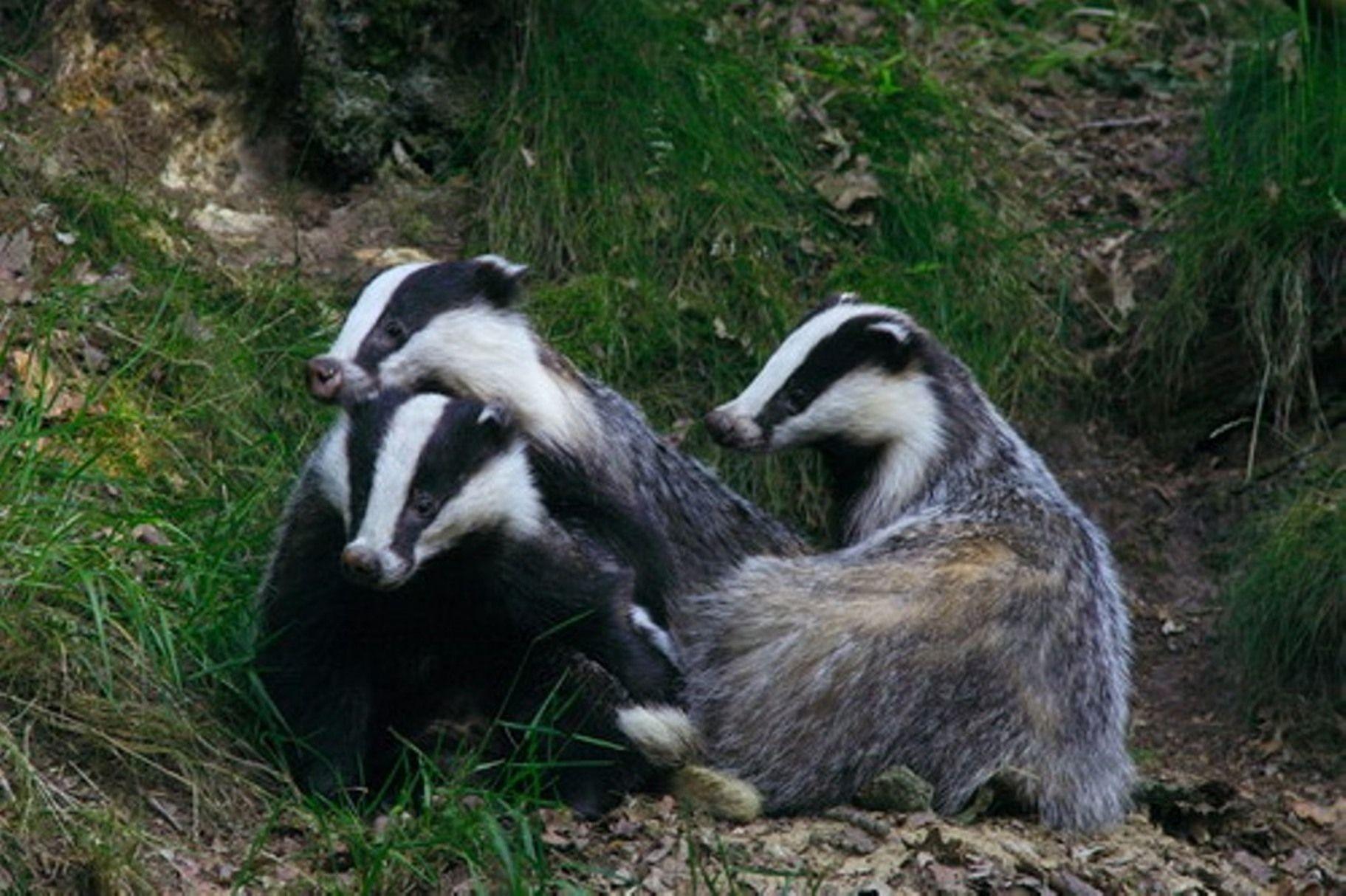 Badger Wallpapers - Top Free Badger Backgrounds - WallpaperAccess