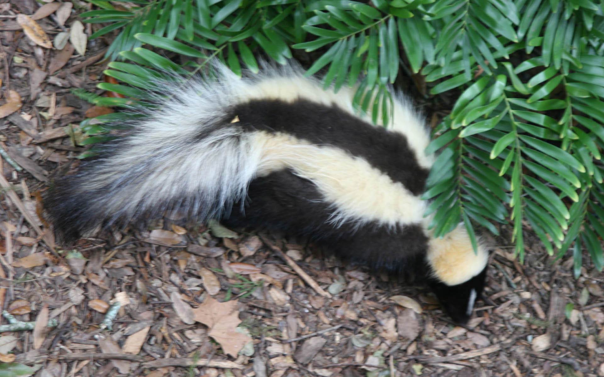 Skunk Wallpapers - Top Free Skunk Backgrounds - WallpaperAccess