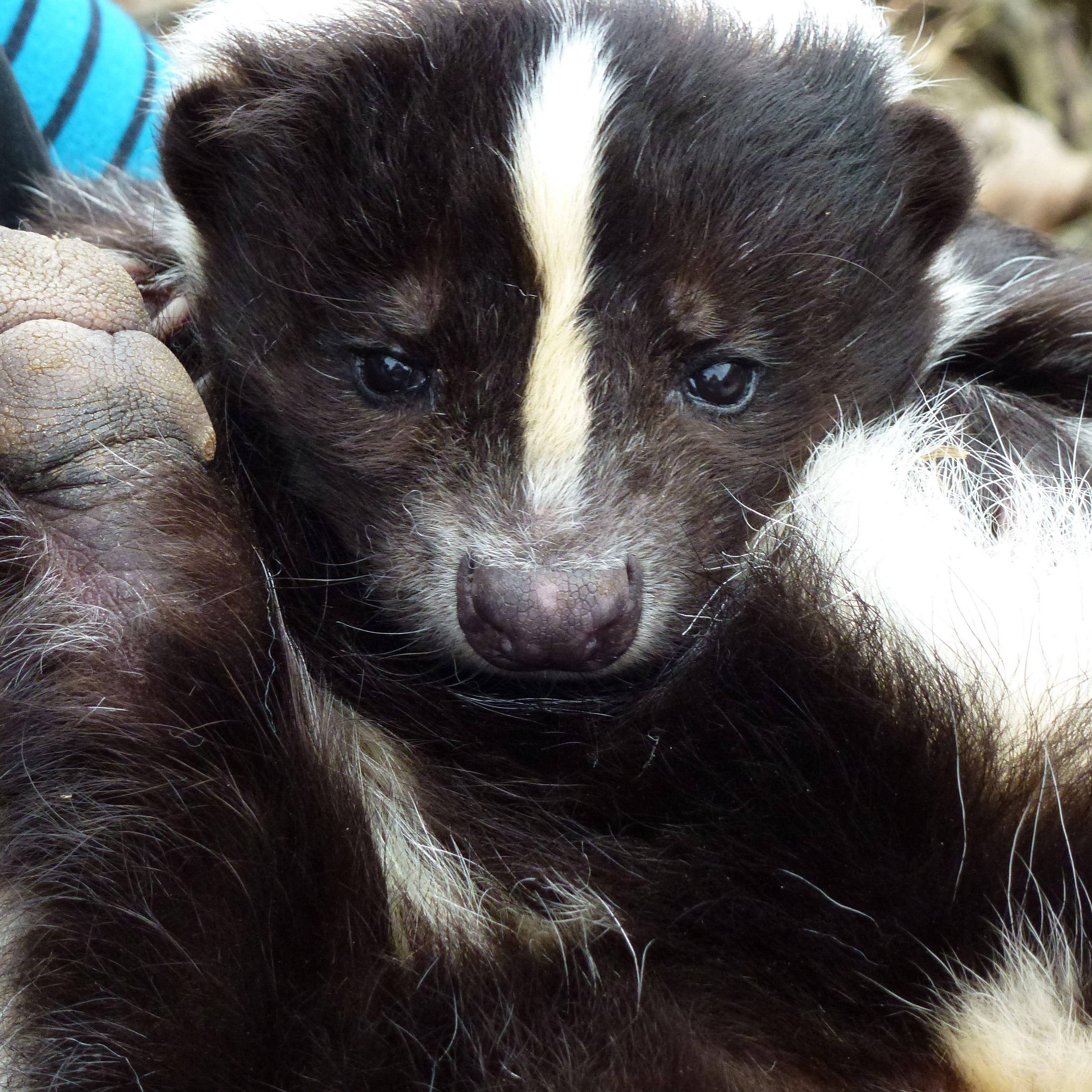 Skunk Wallpapers - Top Free Skunk Backgrounds - WallpaperAccess