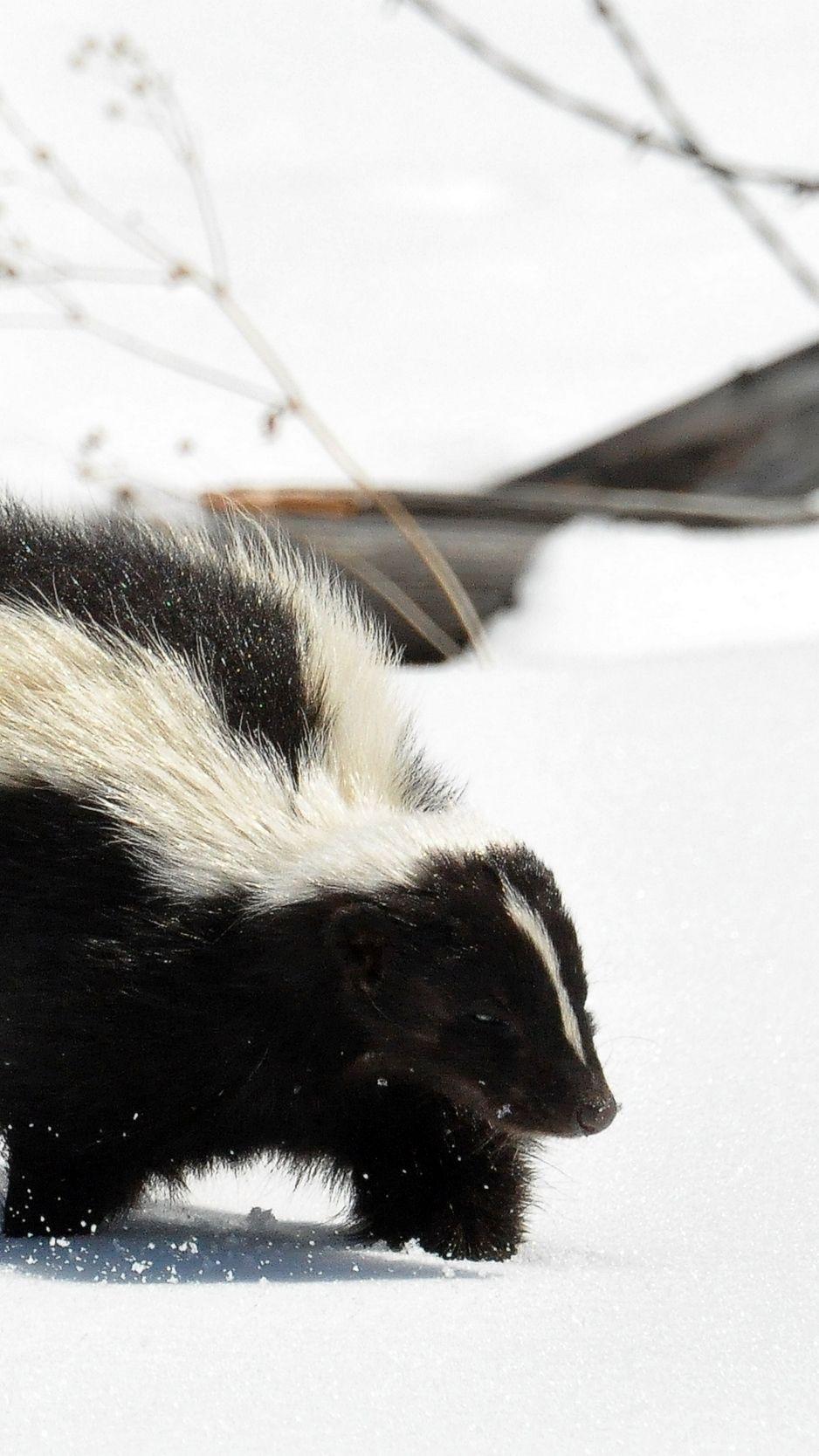 Skunk Wallpapers - Top Free Skunk Backgrounds - WallpaperAccess