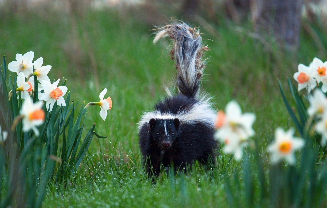 Skunk Wallpapers - Top Free Skunk Backgrounds - WallpaperAccess