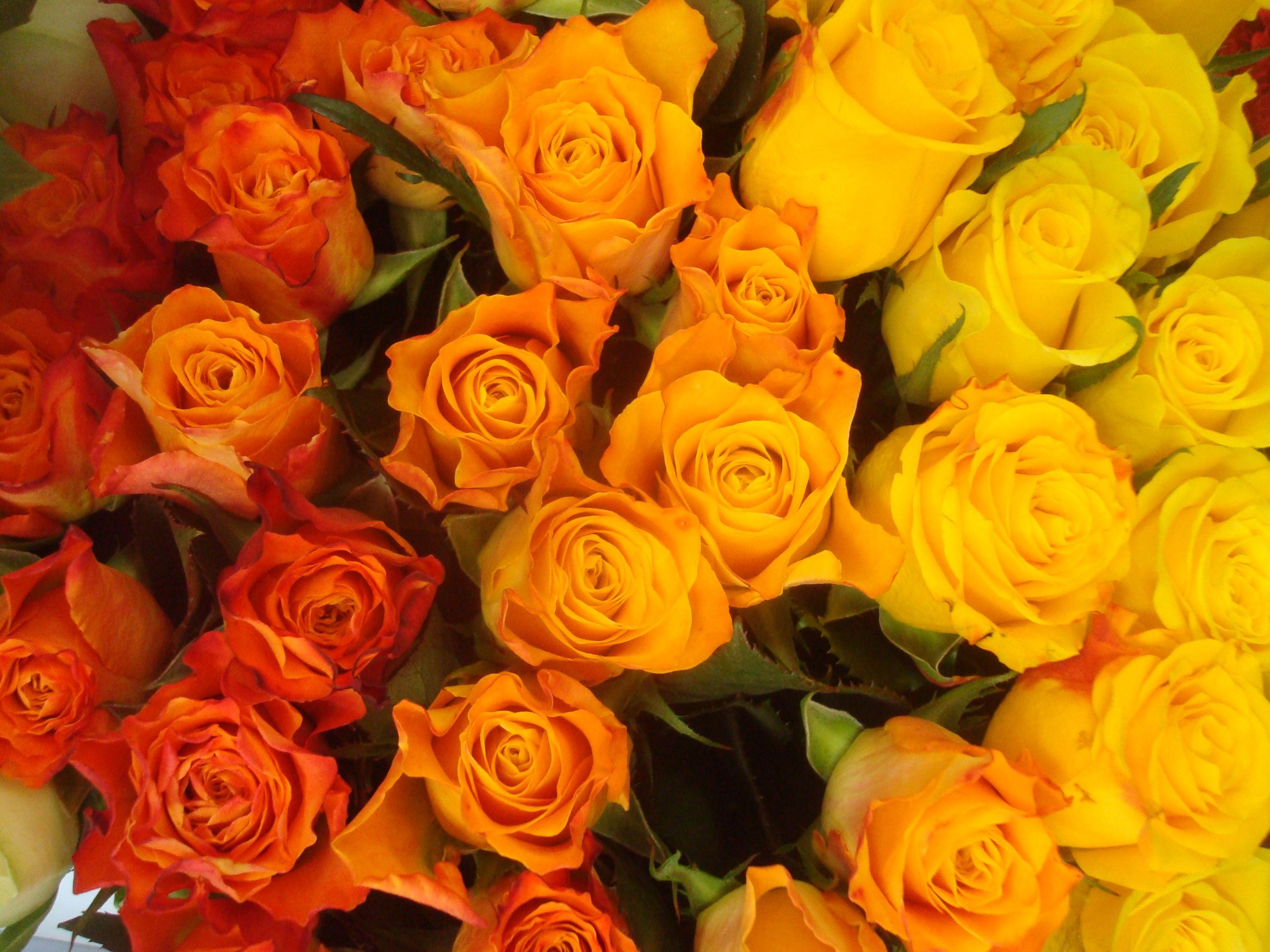 Colorful Roses Wallpapers - Top Free Colorful Roses Backgrounds ...