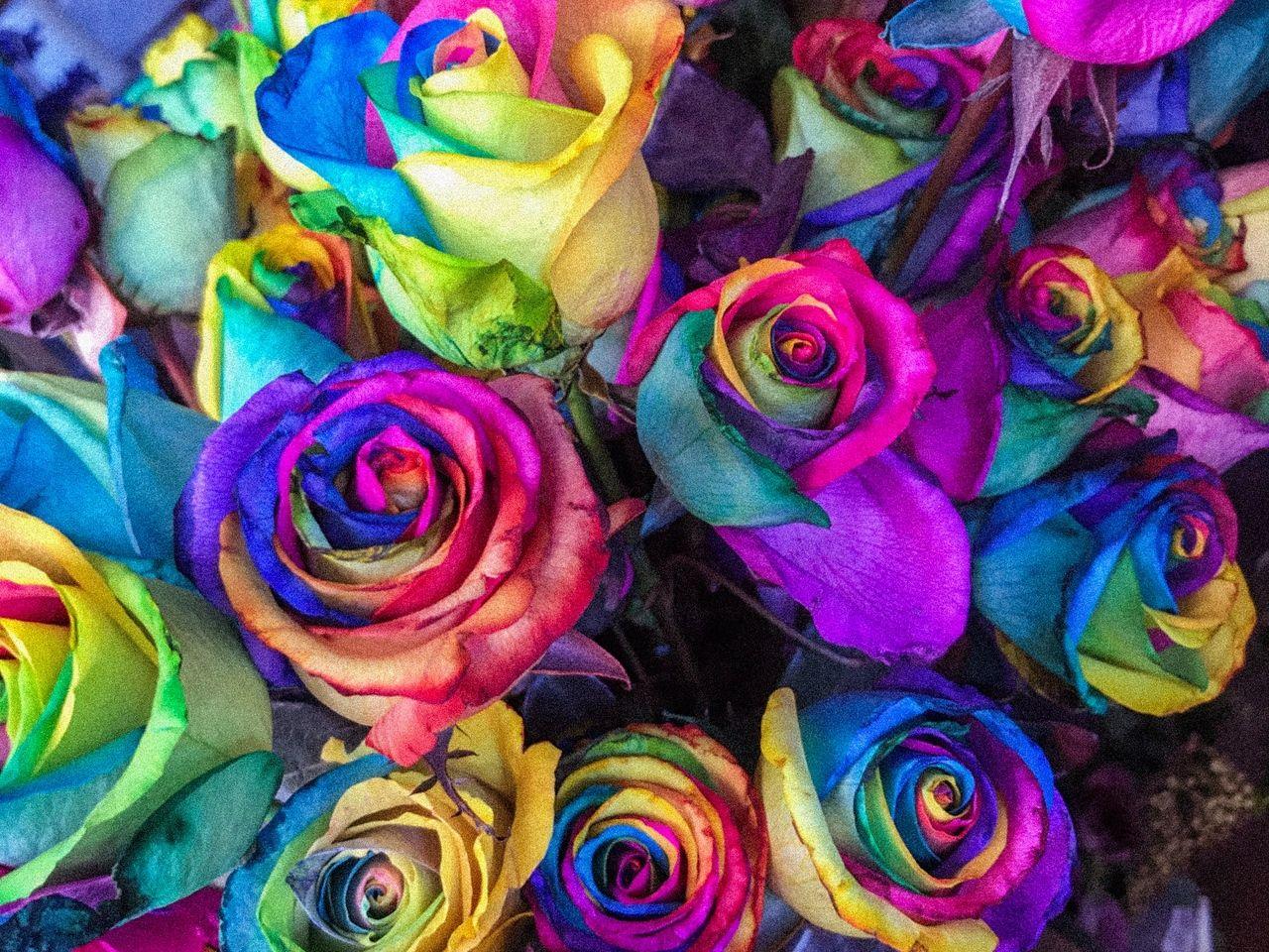 Colorful Roses Wallpapers - Top Free Colorful Roses Backgrounds ...
