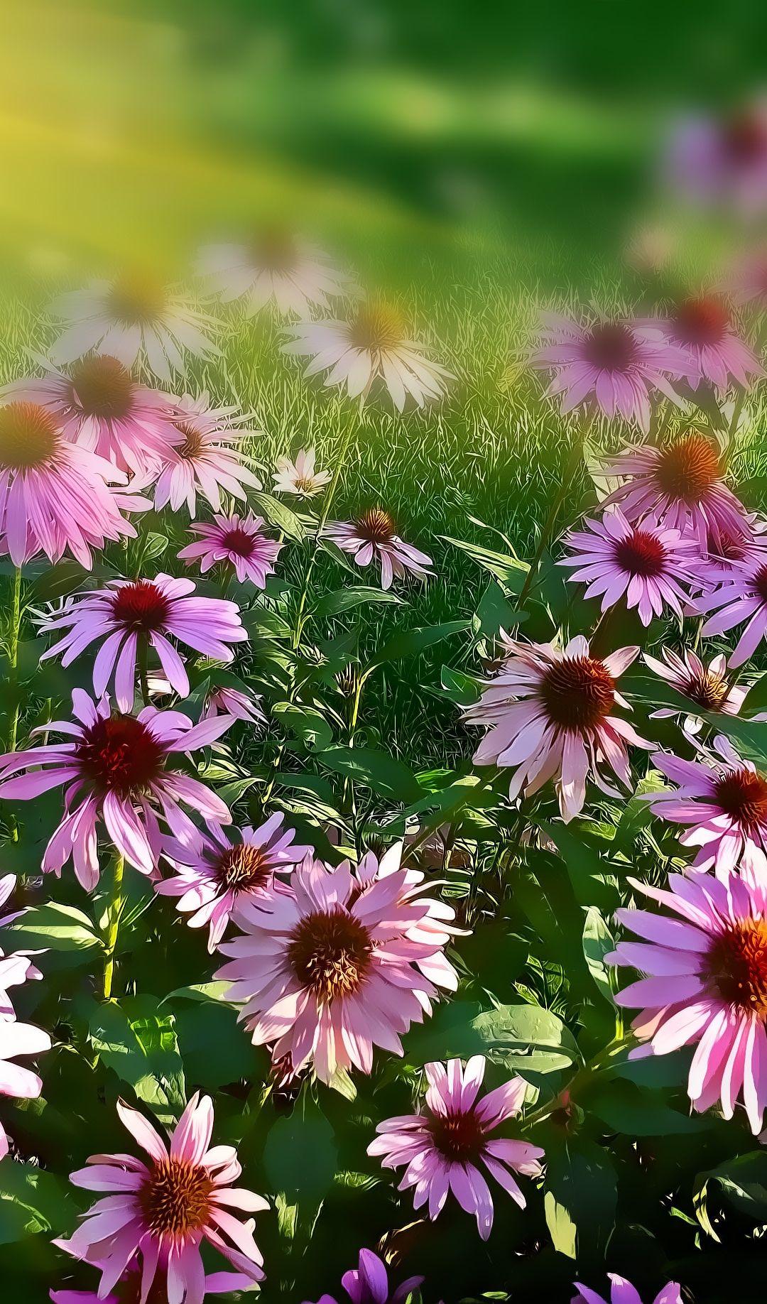 Summer Garden Wallpapers - Top Free Summer Garden Backgrounds ...