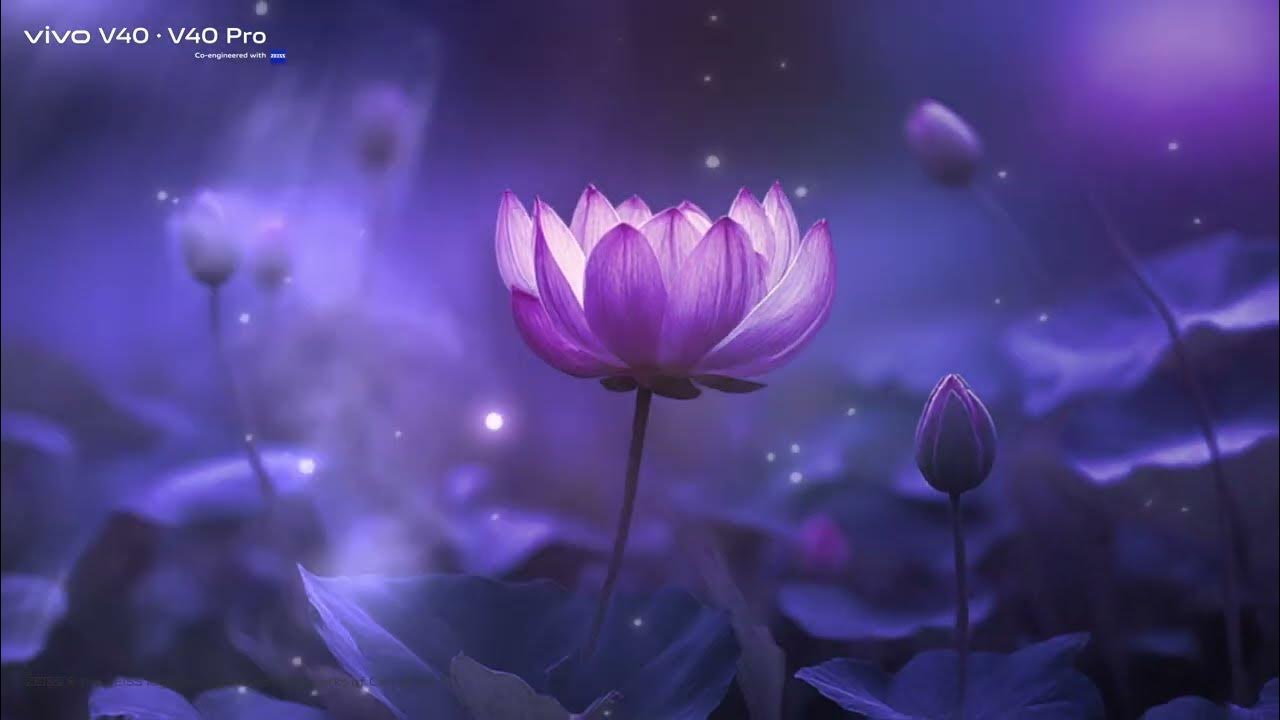 Vivo V40 Wallpapers - Top Free Vivo V40 Backgrounds - WallpaperAccess