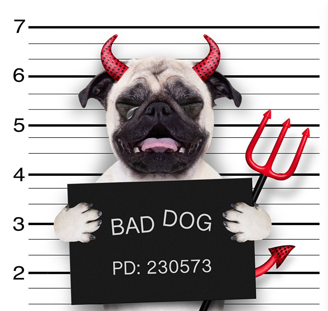 Bad Dog Wallpapers - Top Free Bad Dog Backgrounds - WallpaperAccess
