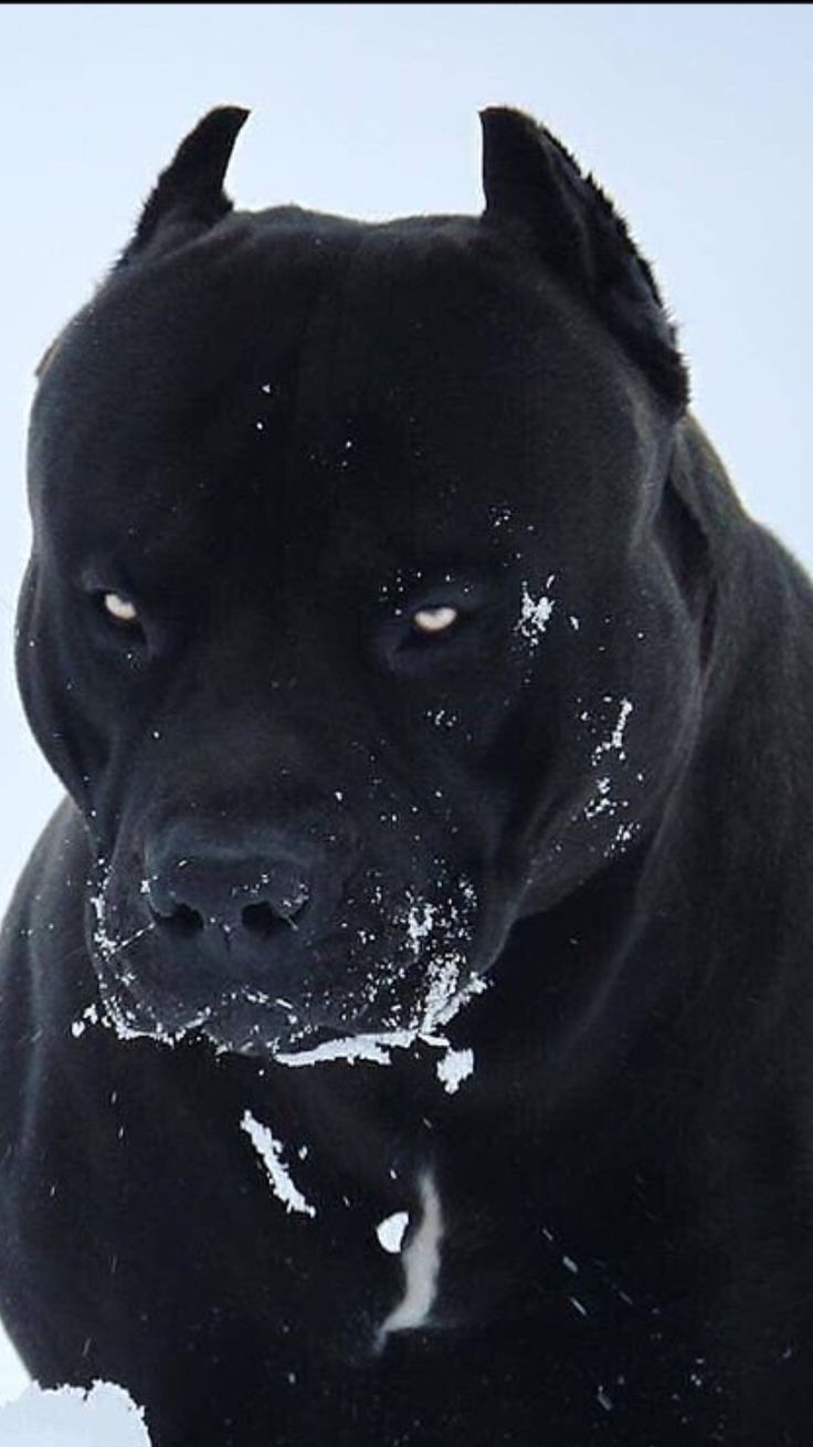 Bad Dog Wallpapers - Top Free Bad Dog Backgrounds - WallpaperAccess