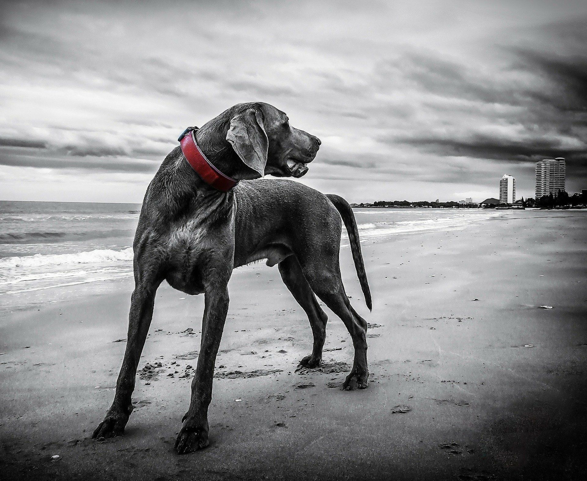 Bad Dog Wallpapers - Top Free Bad Dog Backgrounds - WallpaperAccess