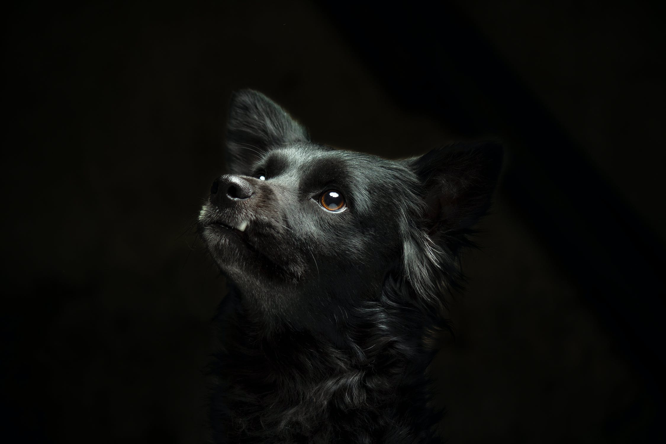 Bad Dog Wallpapers - Top Free Bad Dog Backgrounds - WallpaperAccess