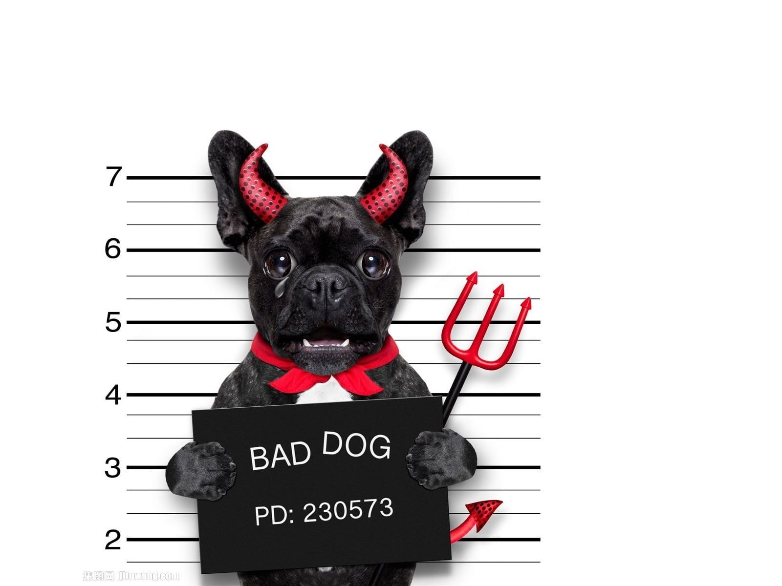 Bad Dog Wallpapers - Top Free Bad Dog Backgrounds - WallpaperAccess