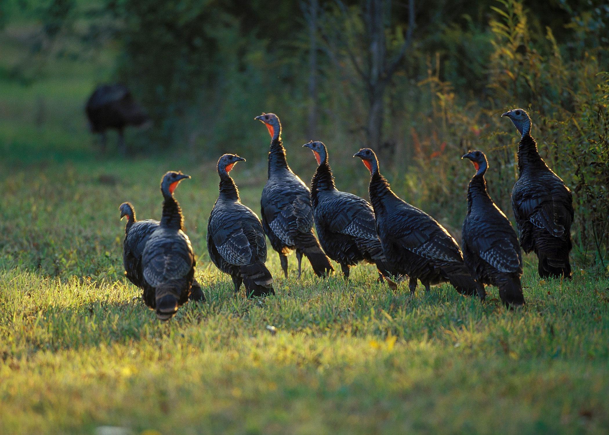 Wild Turkey Desktop Wallpapers - Top Free Wild Turkey Desktop ...