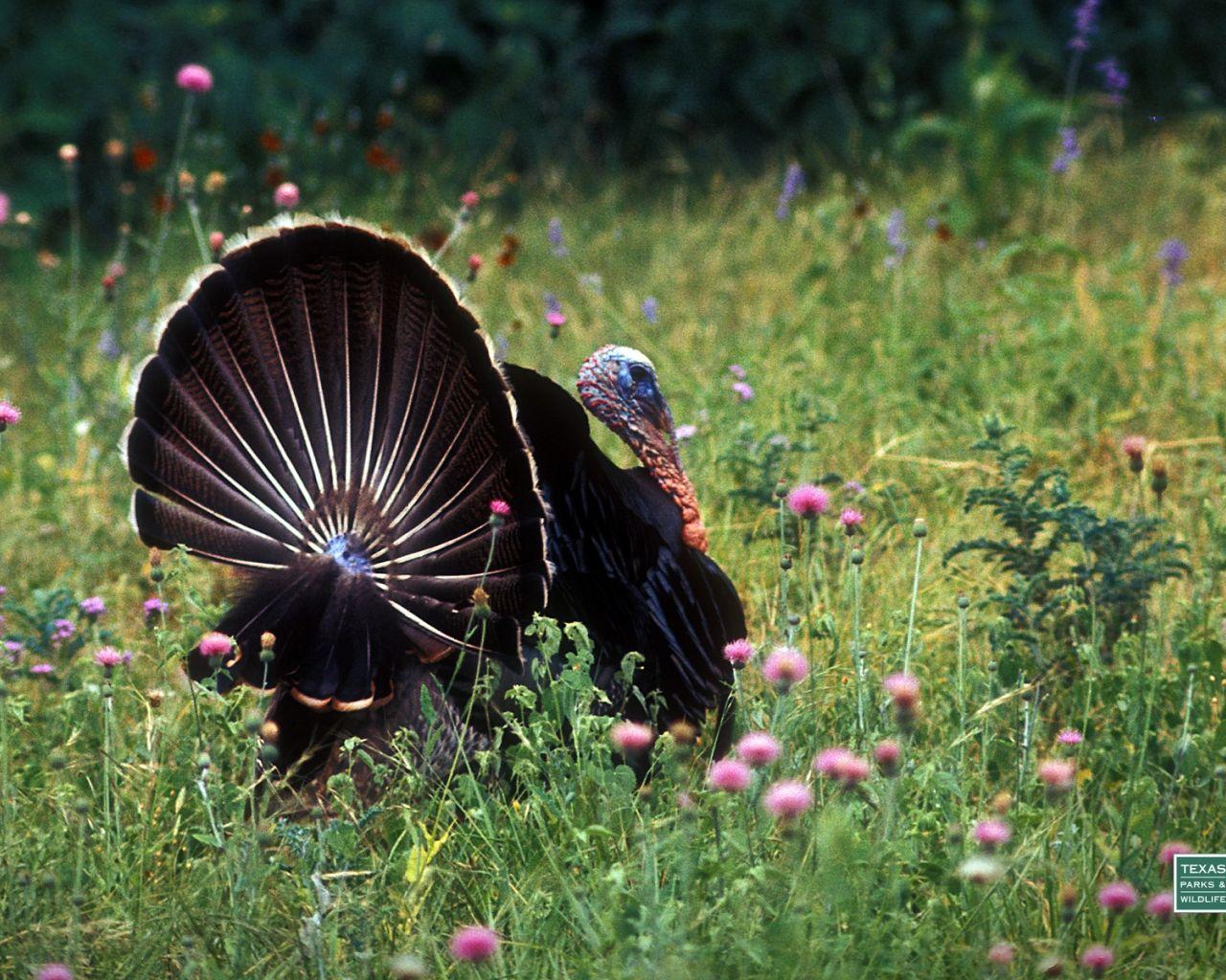 Wild Turkey Desktop Wallpapers - Top Free Wild Turkey Desktop ...