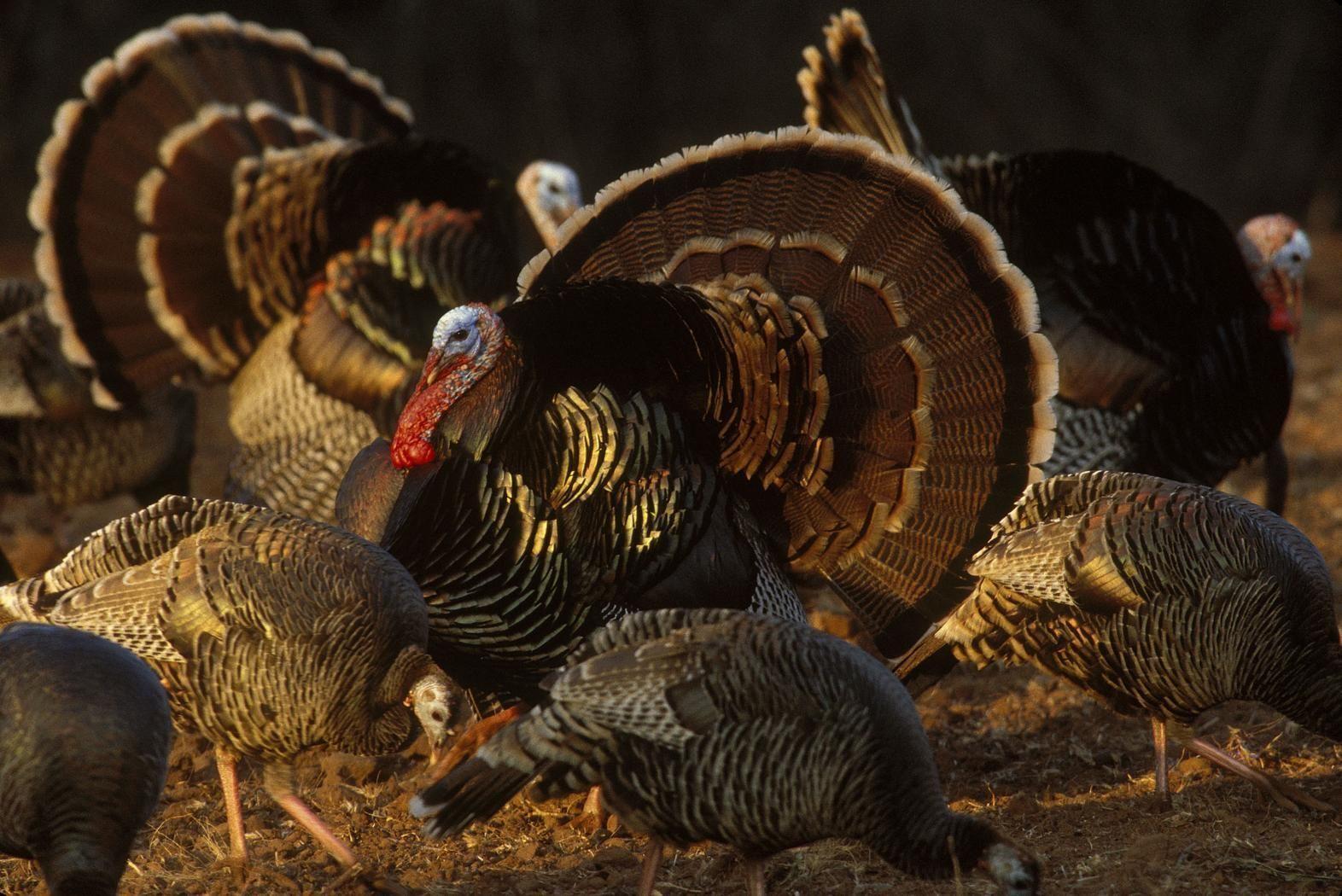 Wild Turkey Desktop Wallpapers - Top Free Wild Turkey Desktop ...