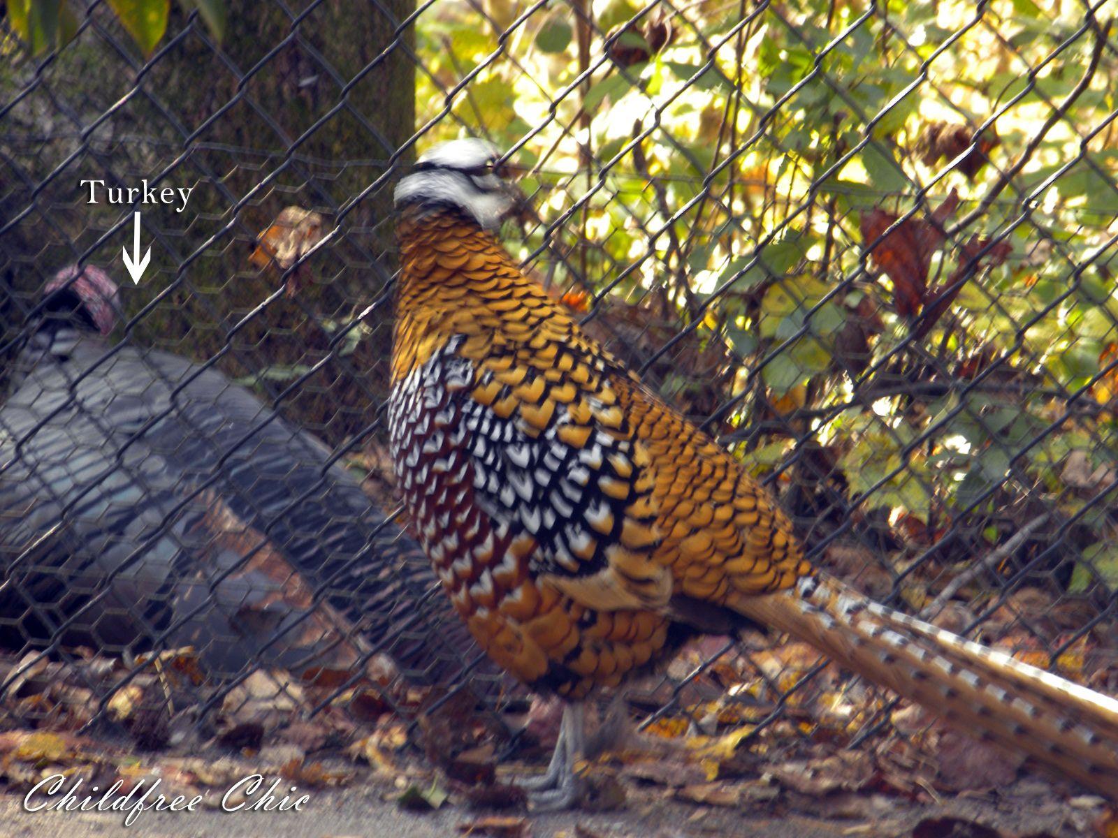 Wild Turkey Desktop Wallpapers - Top Free Wild Turkey Desktop ...