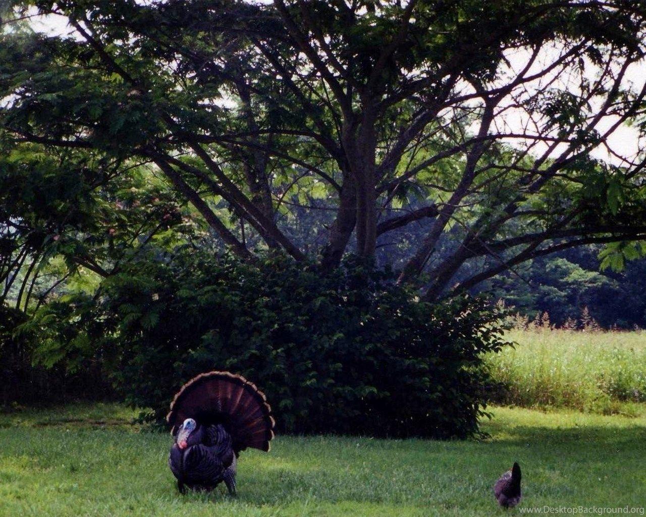 Wild Turkey Desktop Wallpapers - Top Free Wild Turkey Desktop ...