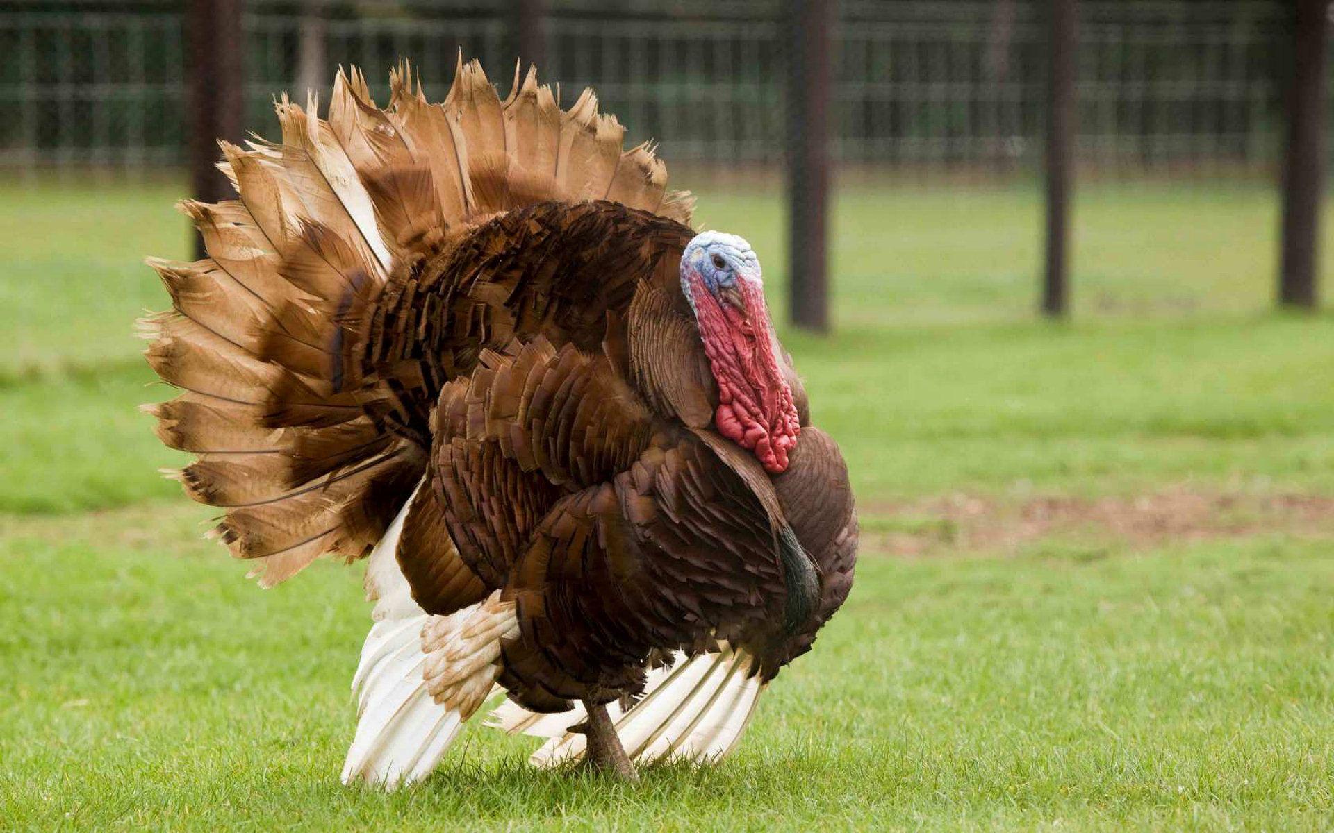 Wild Turkey Desktop Wallpapers - Top Free Wild Turkey Desktop ...