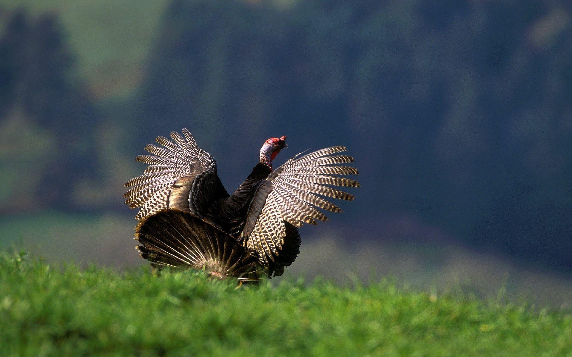Wild Turkey Desktop Wallpapers - Top Free Wild Turkey Desktop ...