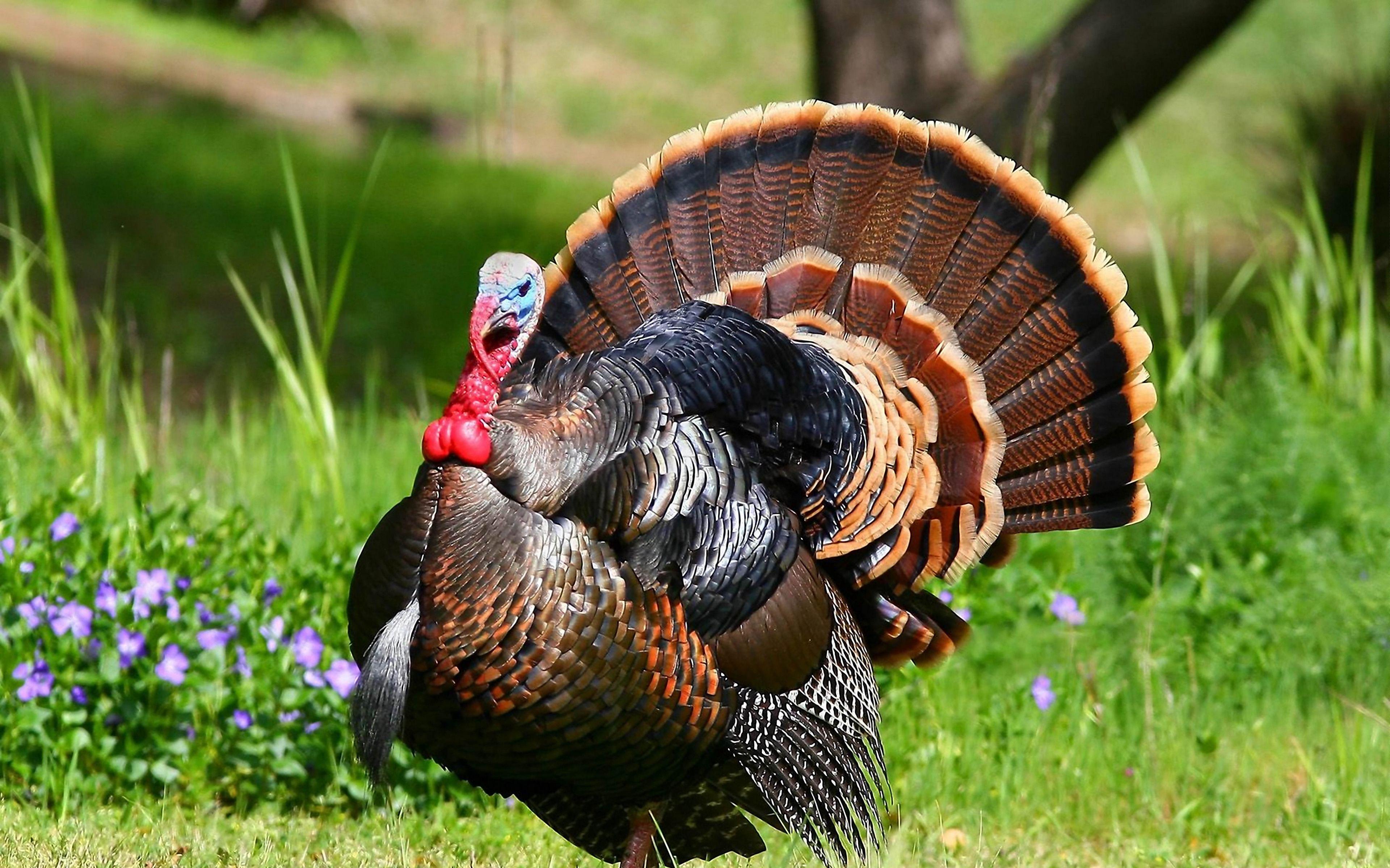 Wild Turkey Desktop Wallpapers - Top Free Wild Turkey Desktop ...