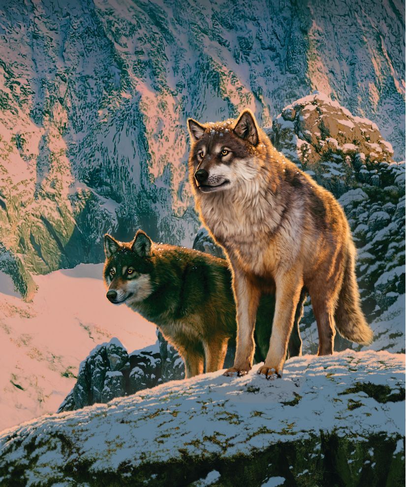 Wolf Couple Wallpapers - Top Free Wolf Couple Backgrounds - WallpaperAccess