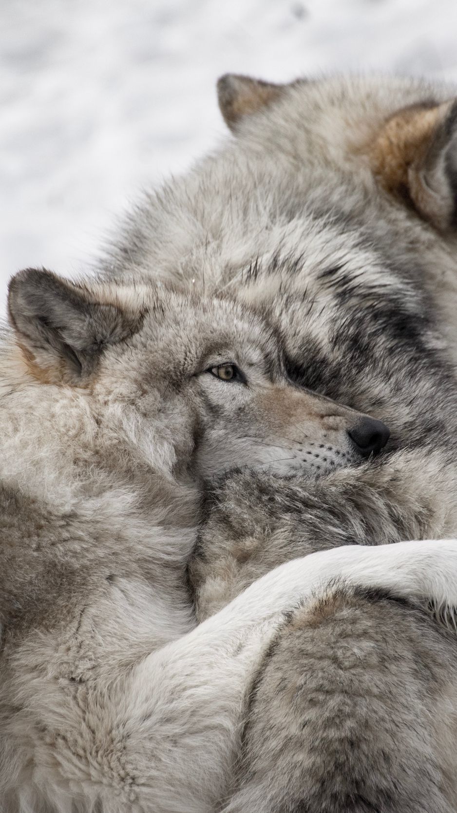 Wolf Couple Wallpapers - Top Free Wolf Couple Backgrounds - WallpaperAccess