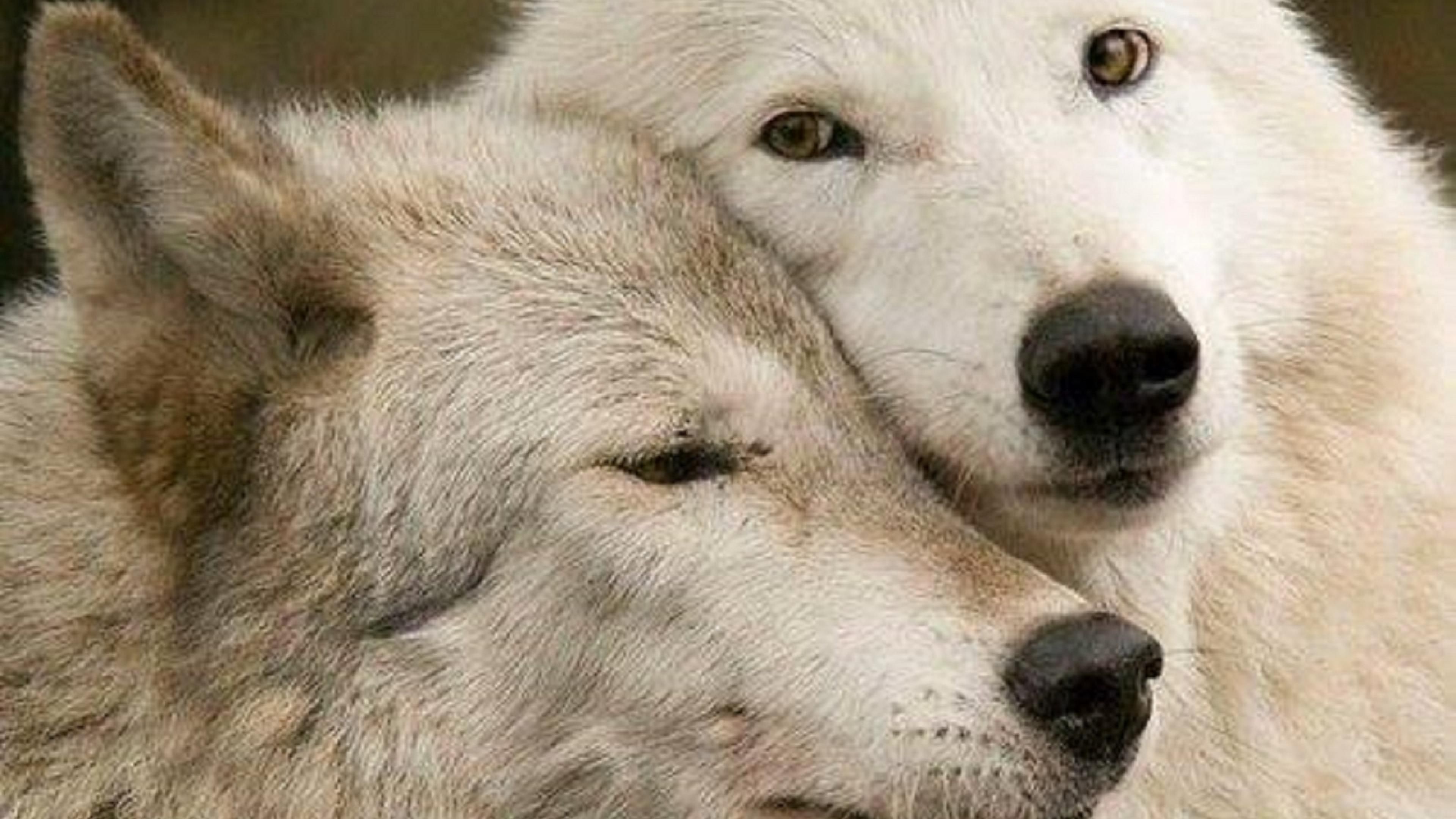 Wolf Couple Wallpapers - Top Free Wolf Couple Backgrounds - WallpaperAccess