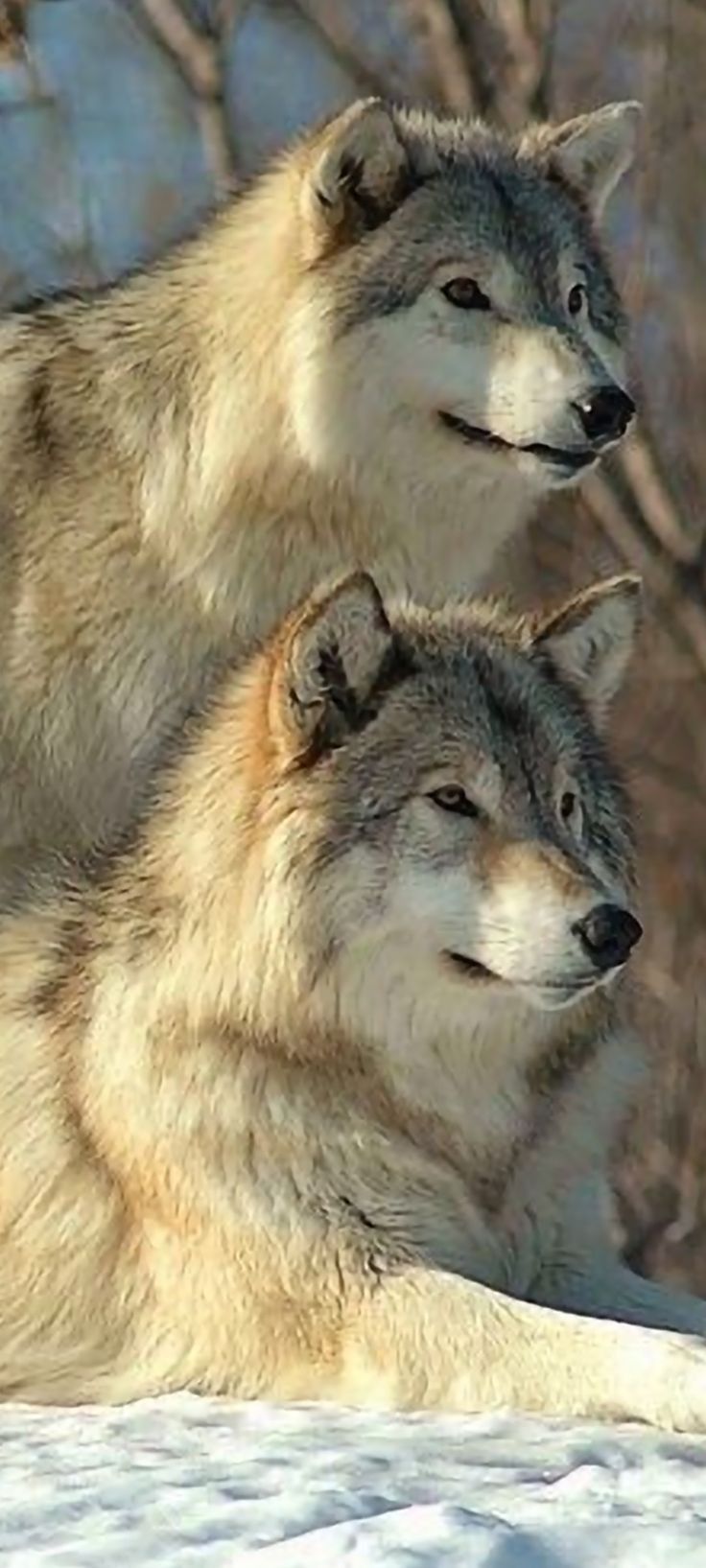 Wolf Couple Wallpapers - Top Free Wolf Couple Backgrounds - WallpaperAccess