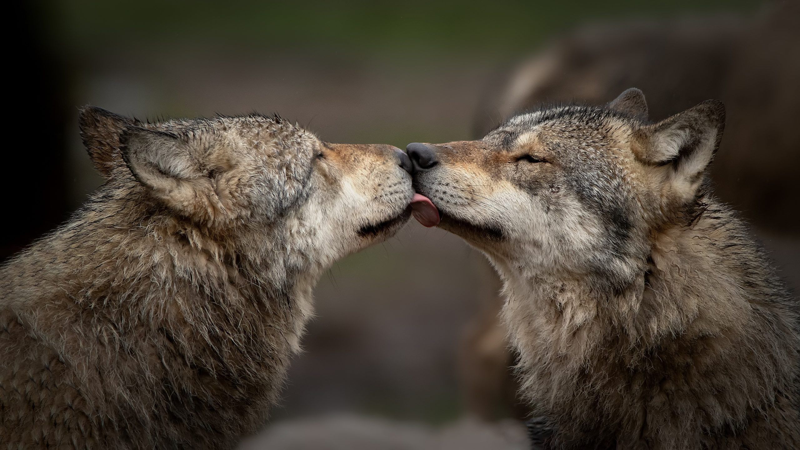 Wolf Couple Wallpapers - Top Free Wolf Couple Backgrounds - WallpaperAccess