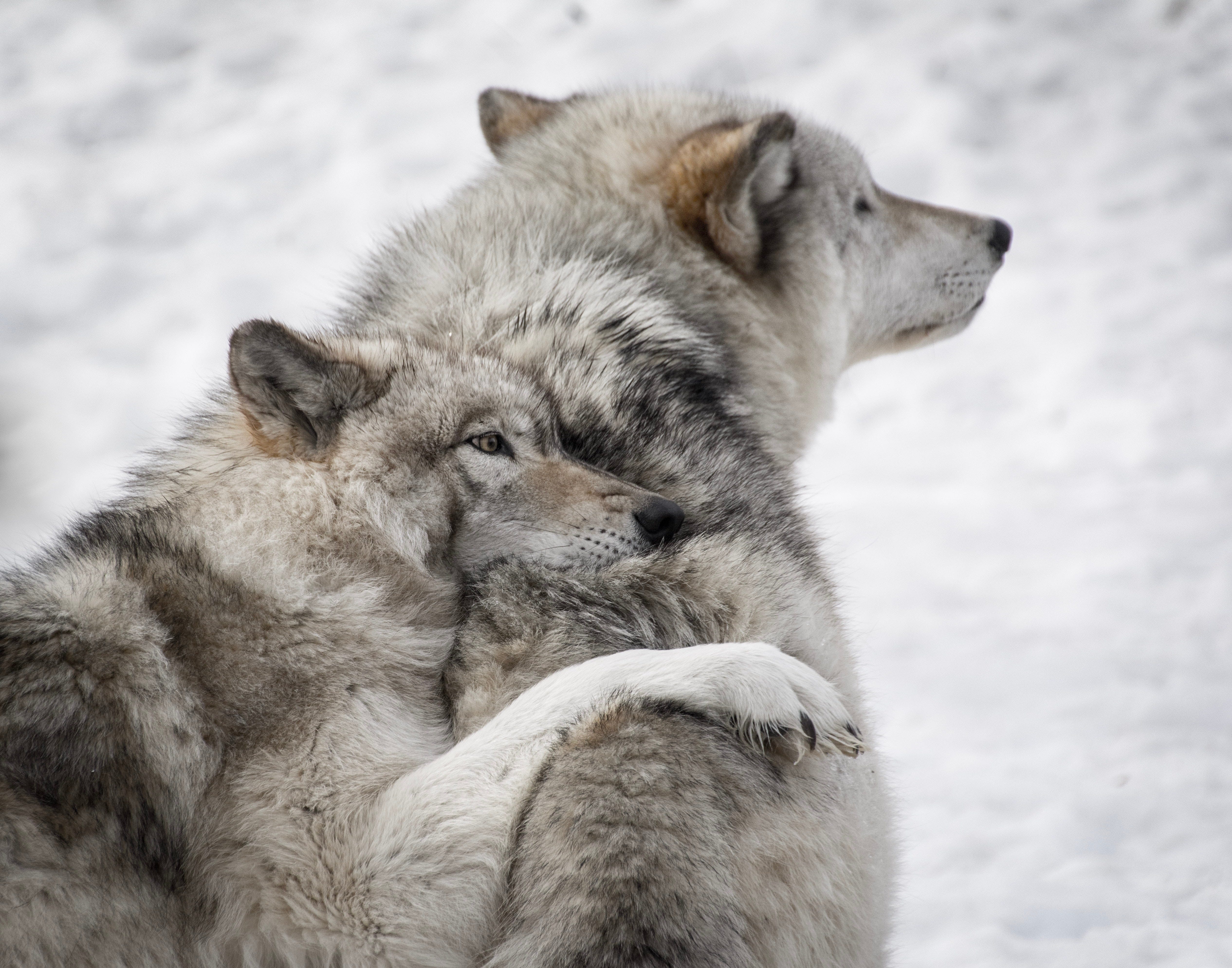 Wolf Couple Wallpapers - Top Free Wolf Couple Backgrounds - WallpaperAccess