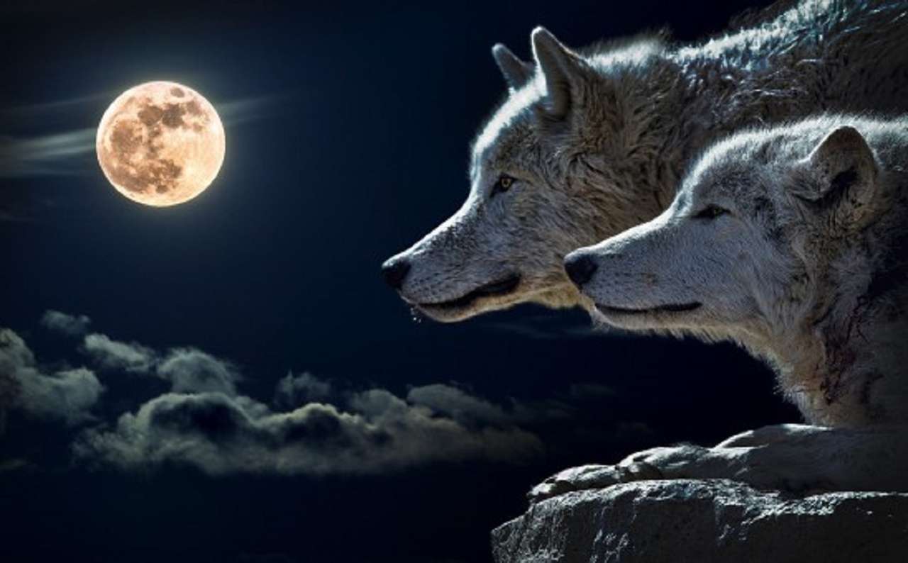 Wolf Couple Wallpapers - Top Free Wolf Couple Backgrounds - WallpaperAccess