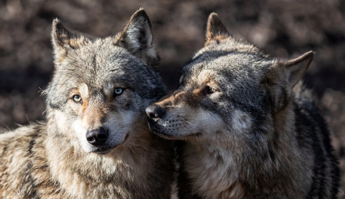 Wolf Couple Wallpapers - Top Free Wolf Couple Backgrounds - WallpaperAccess