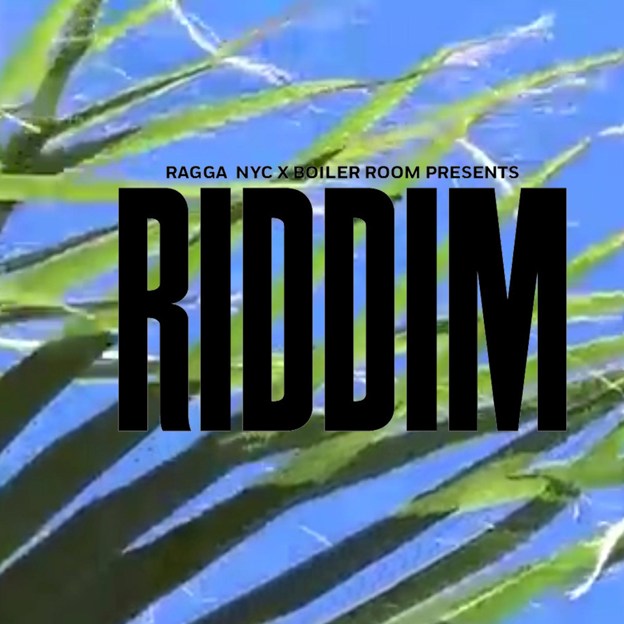 Riddim Wallpapers - Top Free Riddim Backgrounds - WallpaperAccess