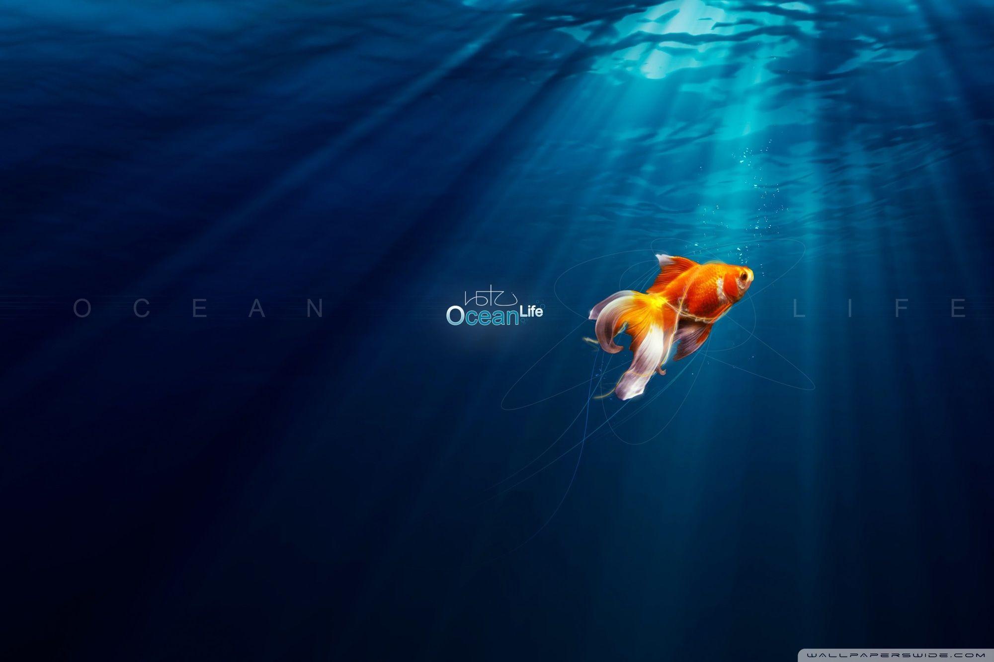 Magic Life Wallpapers - Top Free Magic Life Backgrounds - WallpaperAccess