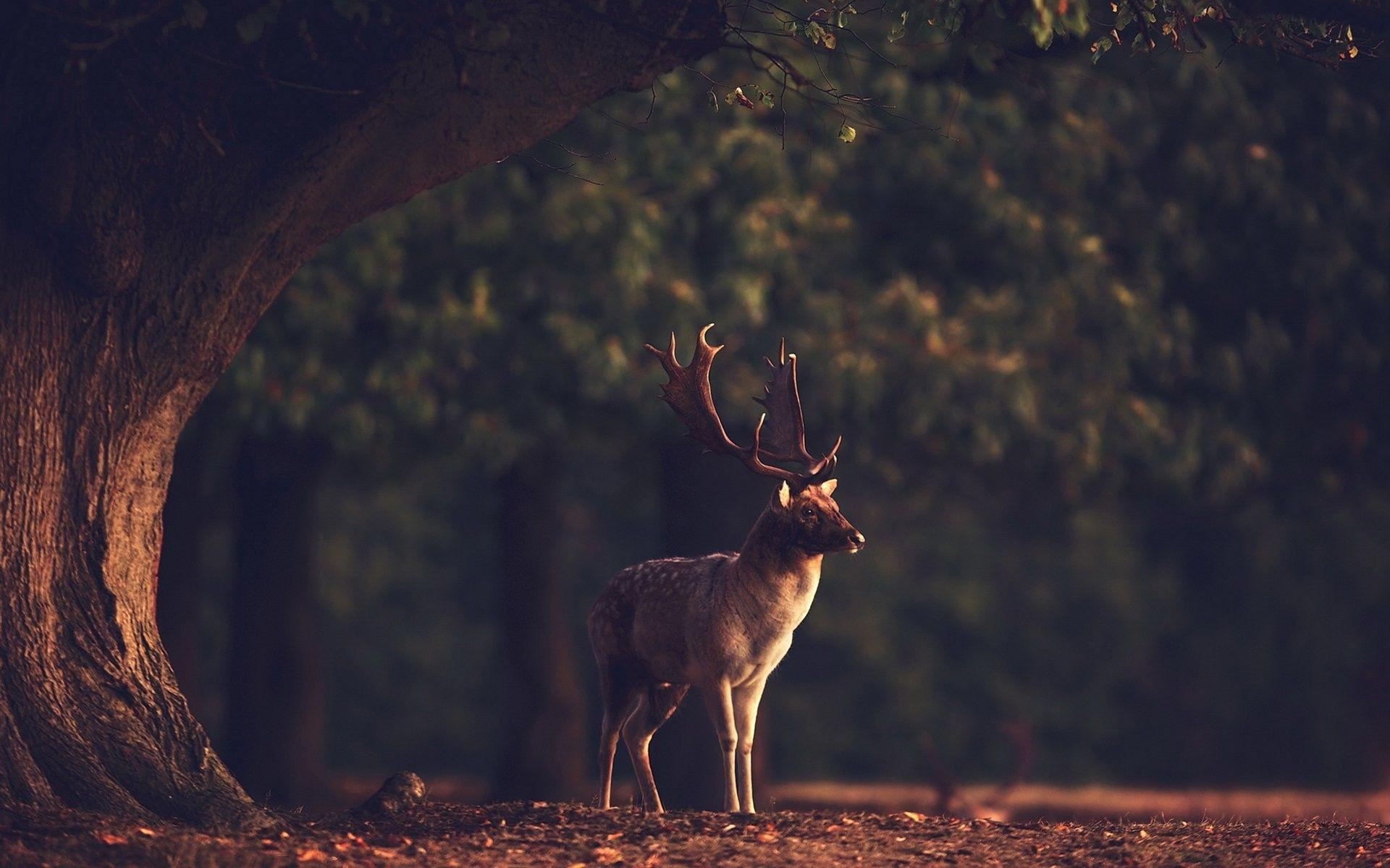 Jungle Animals Wallpapers - Top Free Jungle Animals Backgrounds ...