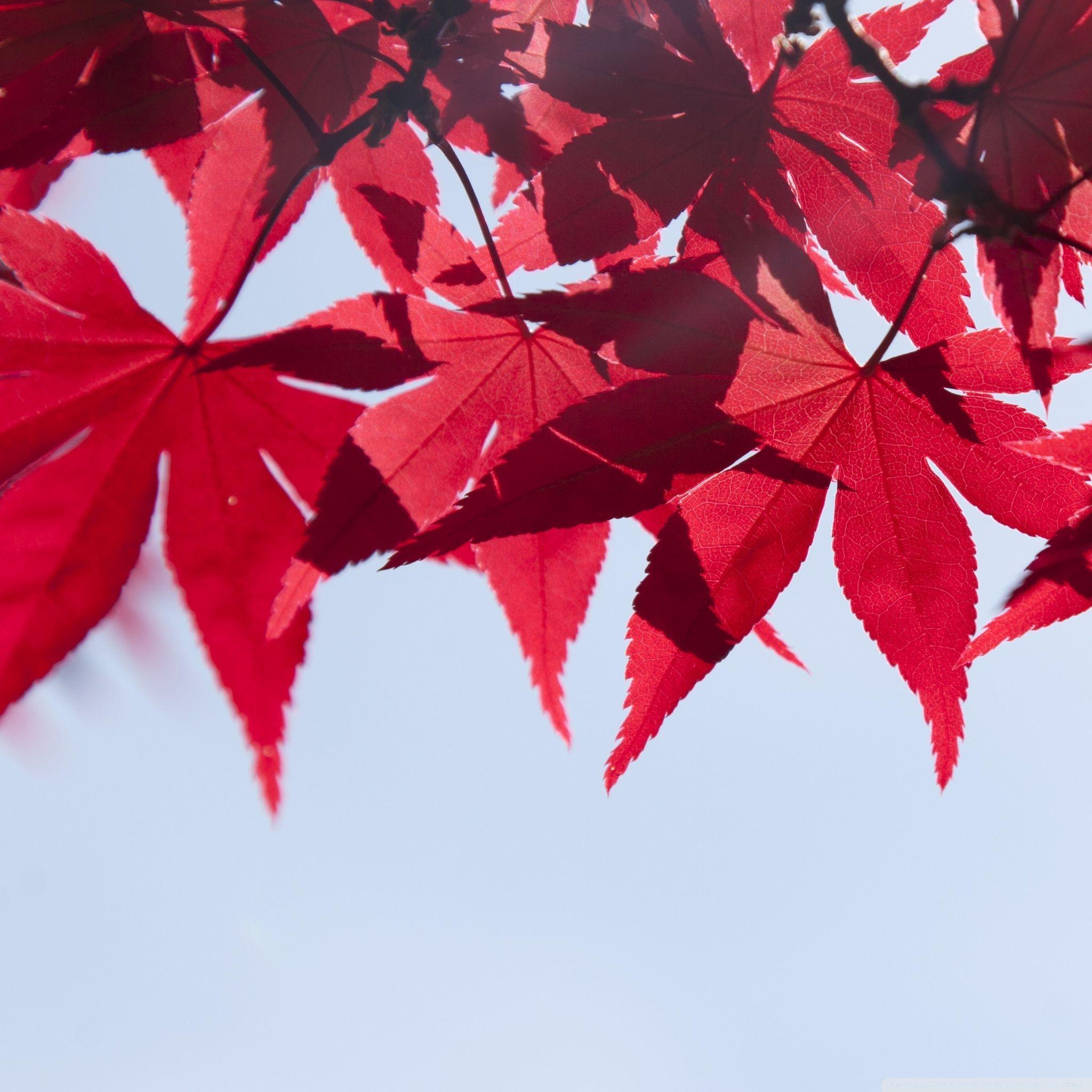 Japanese Maple Leaves Wallpapers - Top Free Japanese Maple Leaves ...