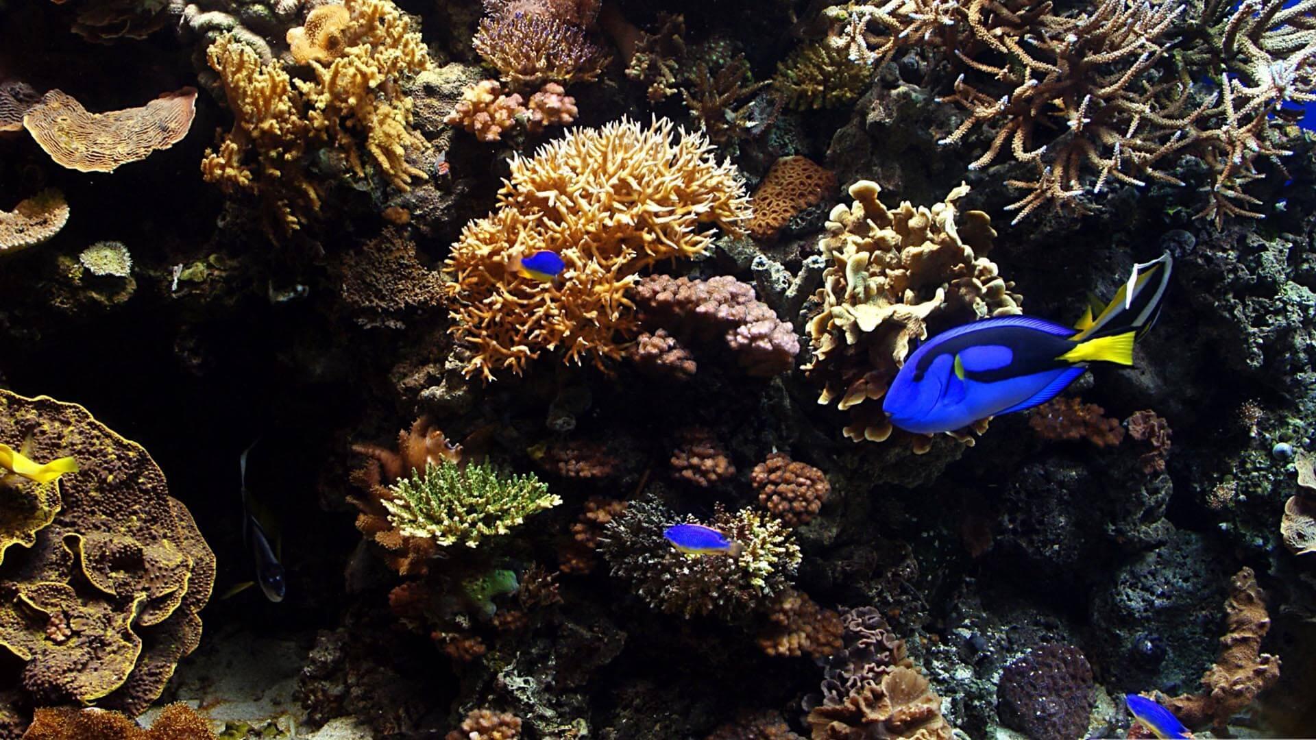 HD Aquarium Wallpapers - Top Free HD Aquarium Backgrounds - WallpaperAccess