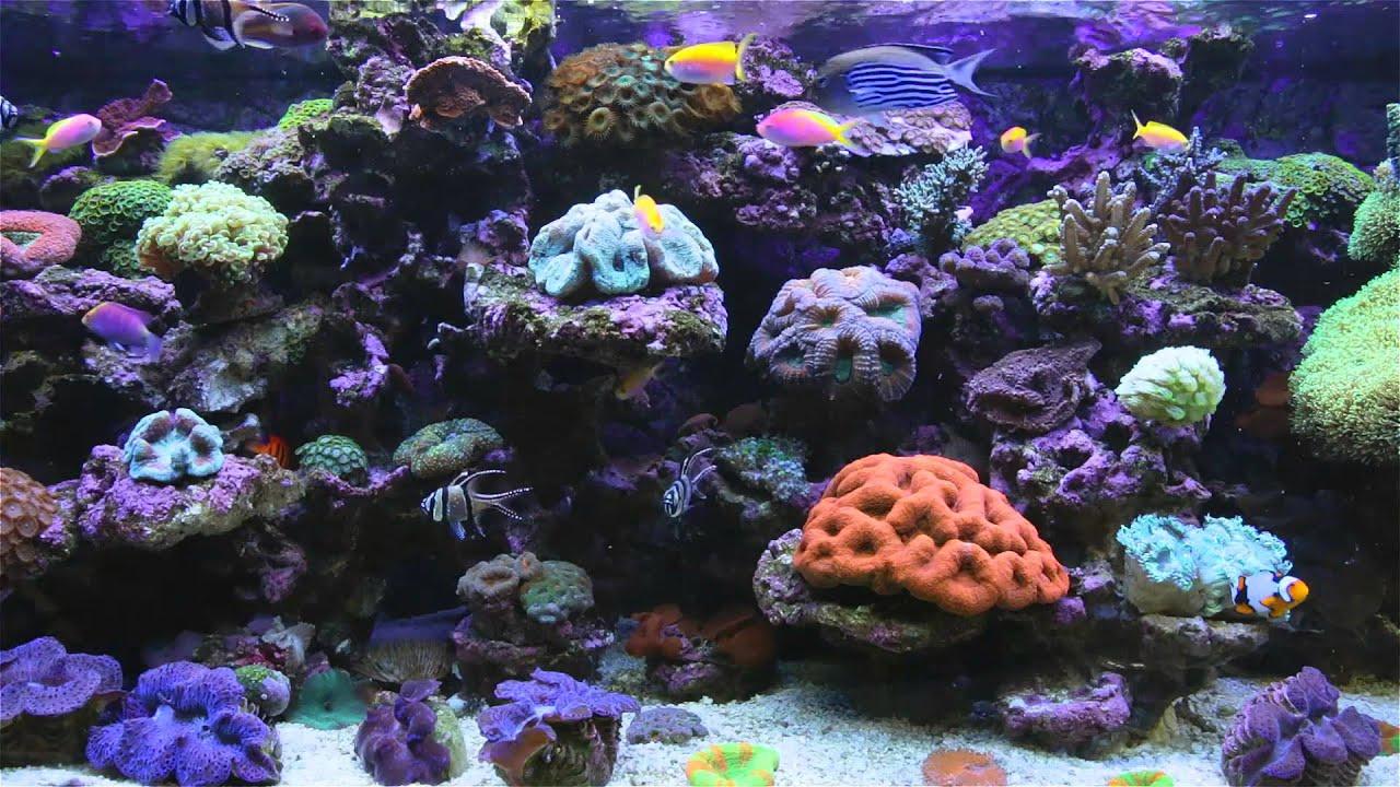 Fish Tank Wallpapers - Top Free Fish Tank Backgrounds - WallpaperAccess