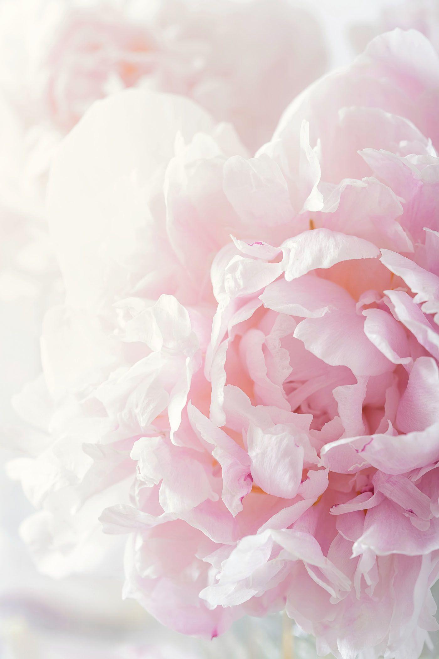 Pink Peony Wallpapers - Top Free Pink Peony Backgrounds - WallpaperAccess