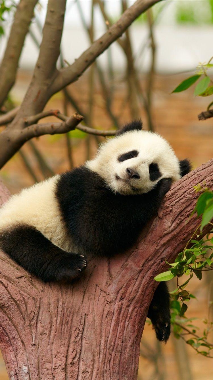 Panda iPhone Wallpapers - Top Free Panda iPhone Backgrounds - WallpaperAccess